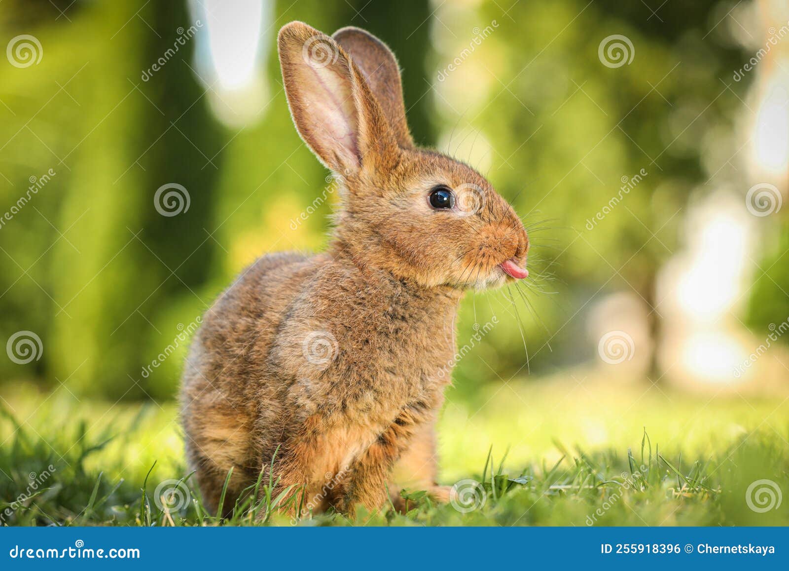 Cute Fluffy Rabbit on Green Grass Outdoors Stock Photo - Image of field ...