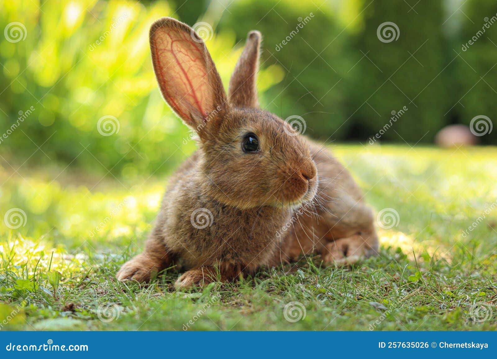 Cute Fluffy Rabbit on Green Grass Outdoors Stock Photo - Image of ...