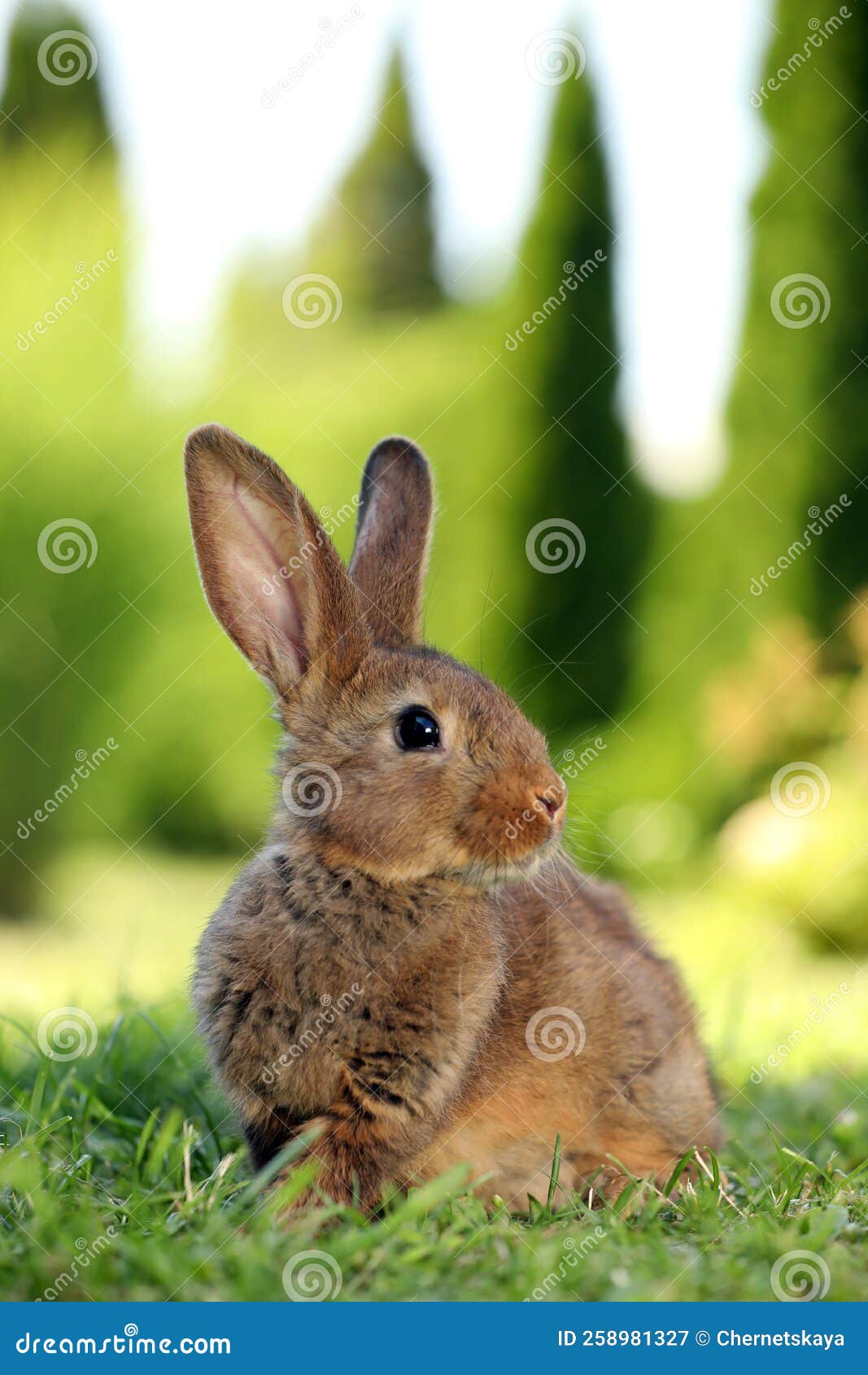 Cute Fluffy Rabbit on Green Grass Outdoors Stock Image - Image of ...