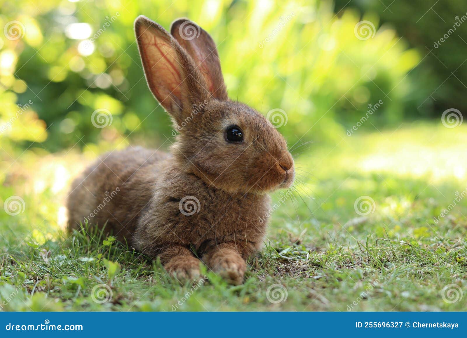 Cute Fluffy Rabbit on Green Grass Outdoors. Space for Text Stock Image ...