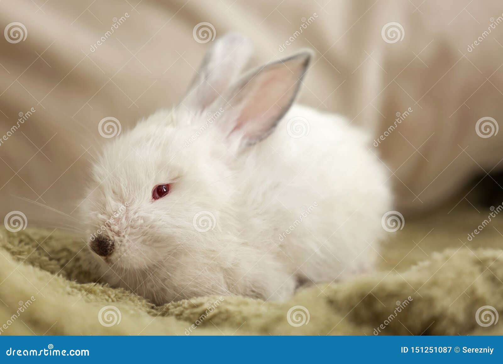 Cute Fluffy Rabbit on Plaid Stock Image - Image of white, easter: 151251087