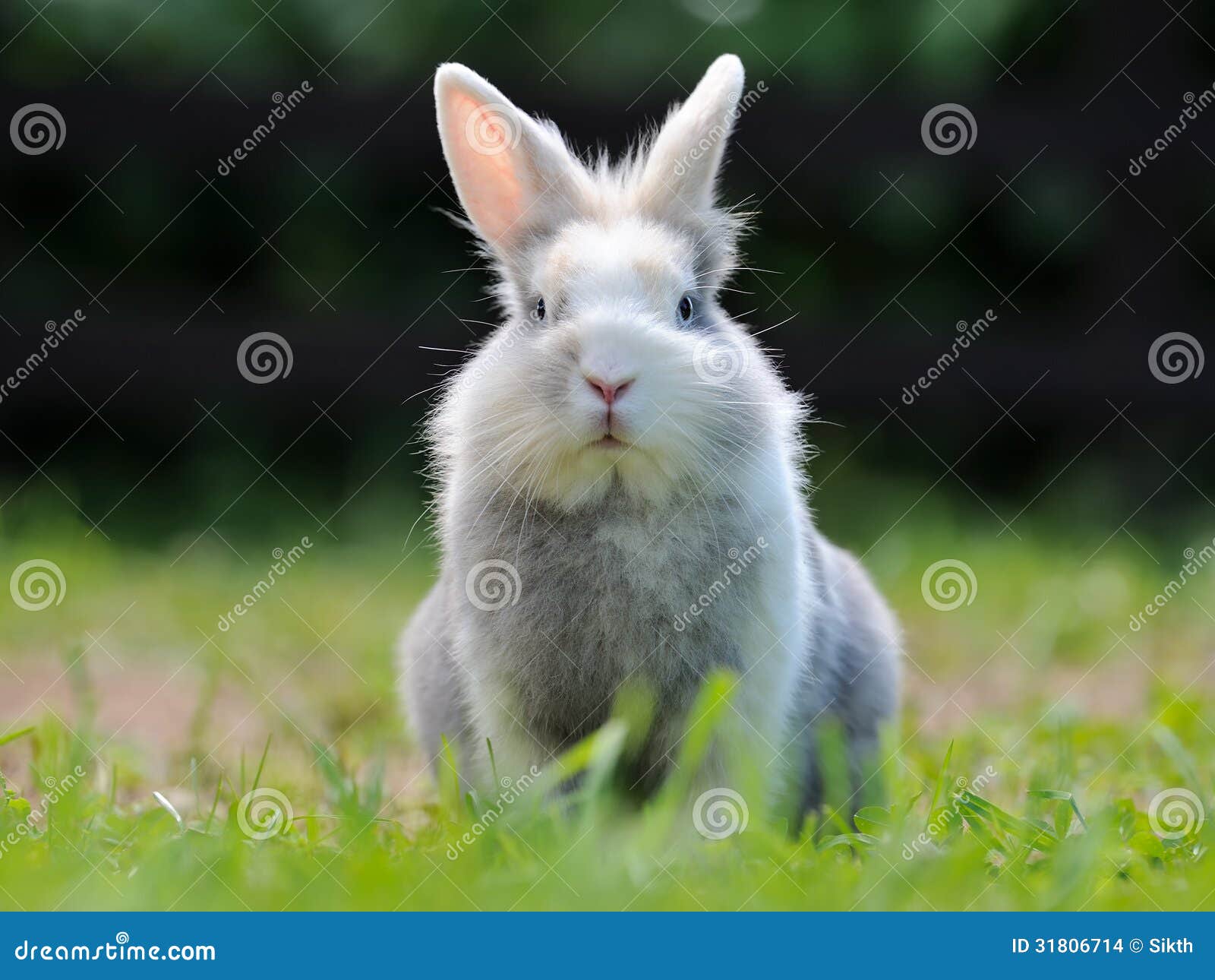 Cute Fluffy Rabbit stock photo. Image of lagomorphs, adorable - 31806714