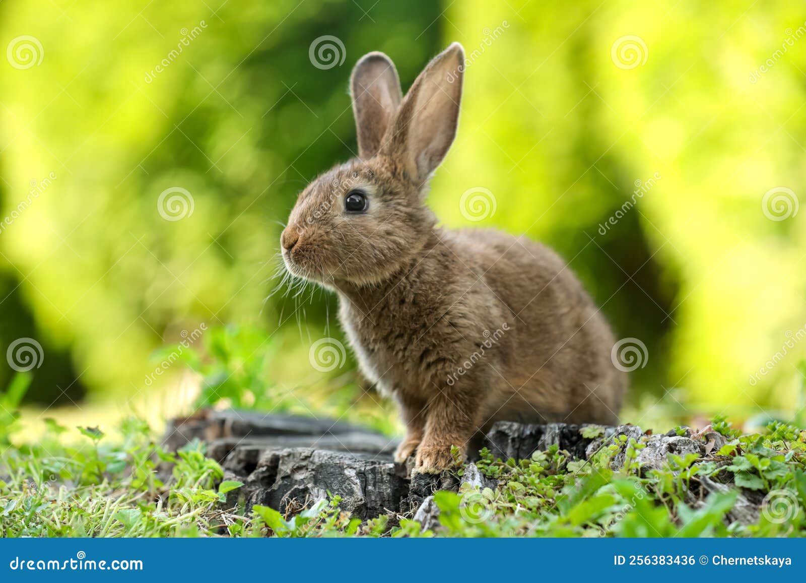 Cute Fluffy Rabbit on Tree Stump among Green Grass Outdoors Stock Photo ...
