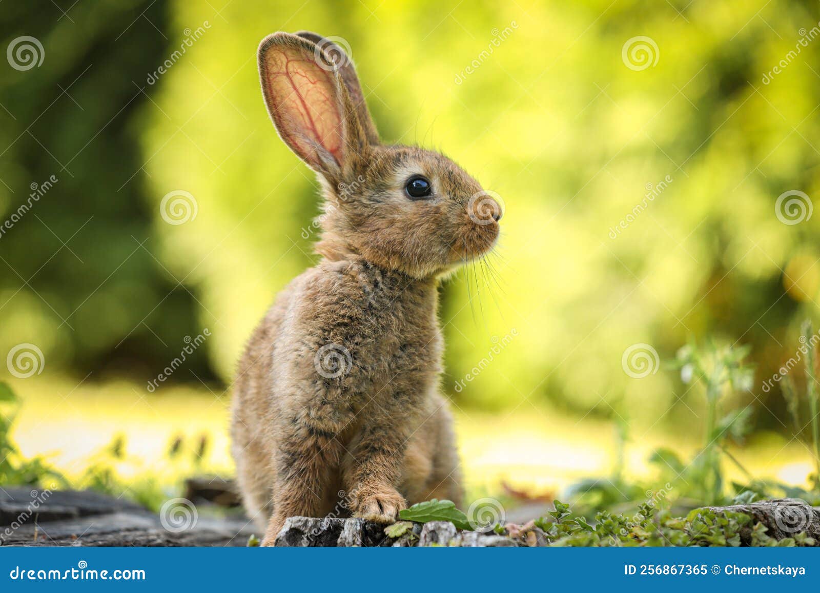 Cute Fluffy Rabbit on Tree Stump among Green Grass Outdoors Stock Image ...