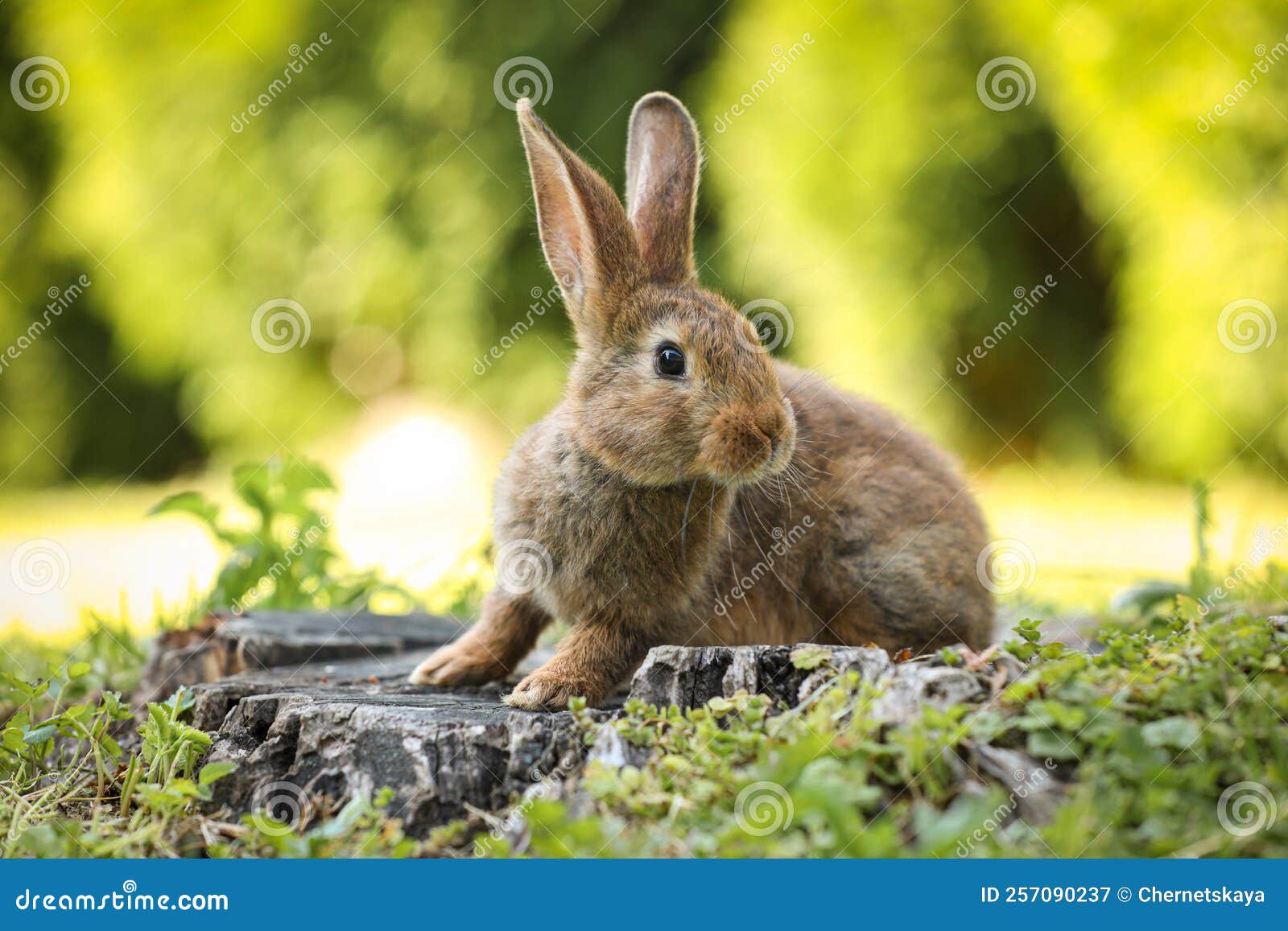 Cute Fluffy Rabbit on Tree Stump among Green Grass Outdoors Stock Image ...