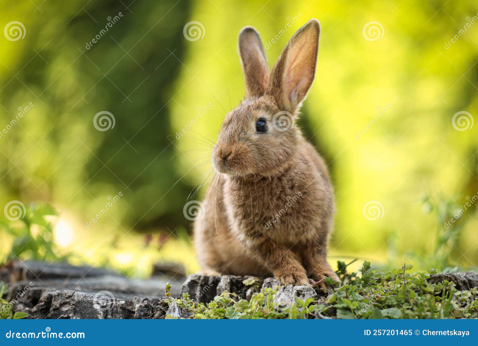 Cute Fluffy Rabbit on Tree Stump among Green Grass Outdoors Stock Image ...