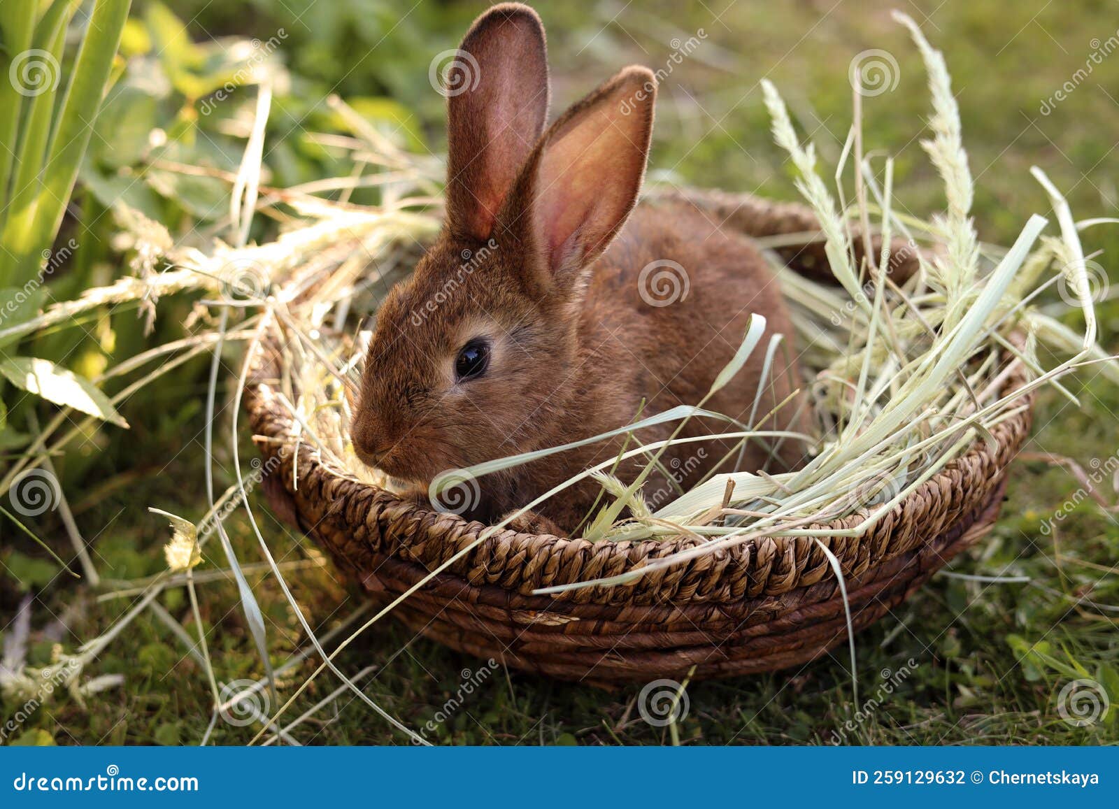 Cute Fluffy Rabbit in Wicker Bowl with Dry Grass Outdoors Stock Photo ...