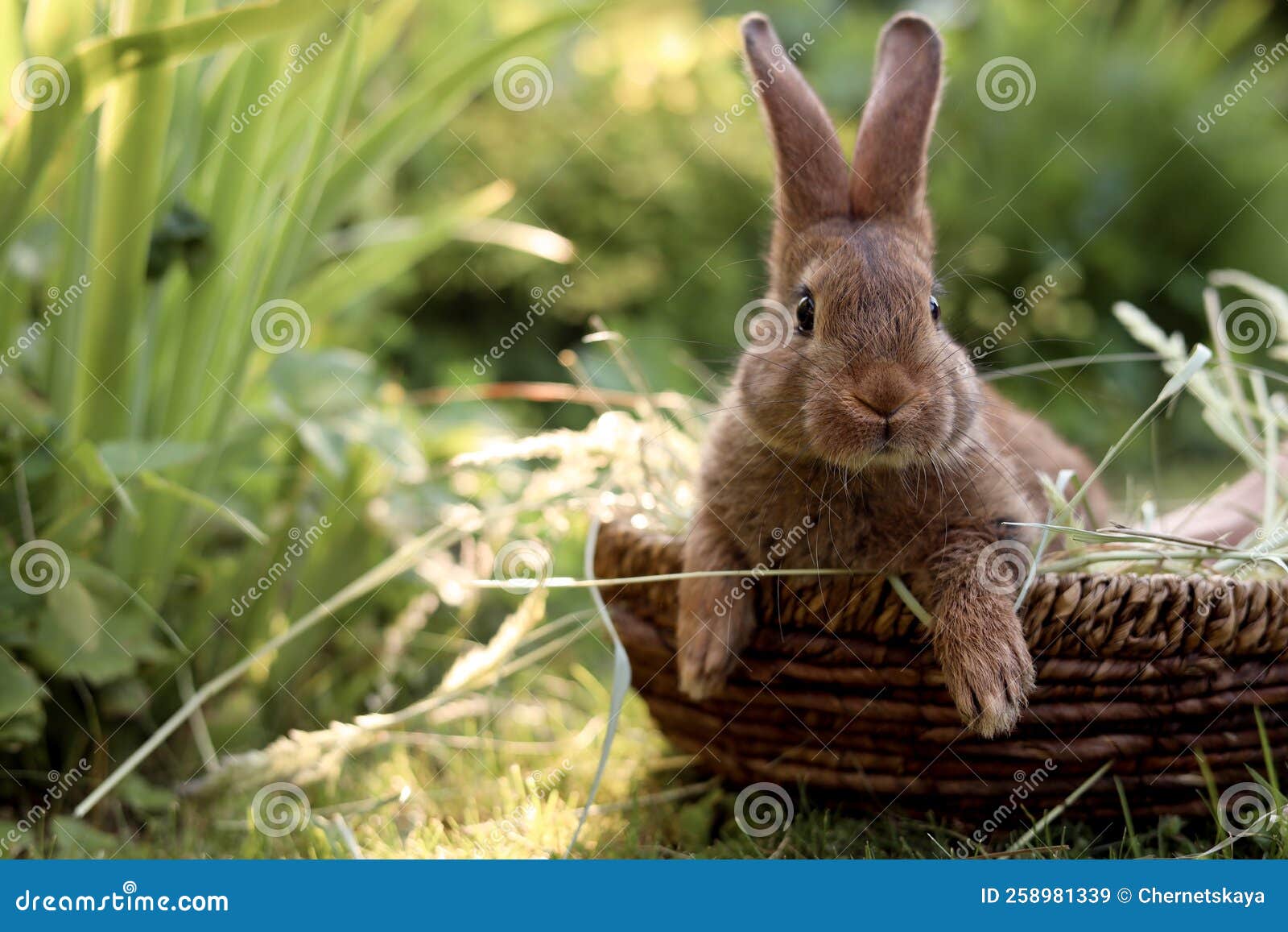 Cute Fluffy Rabbit in Wicker Bowl with Dry Grass Outdoors. Space for ...