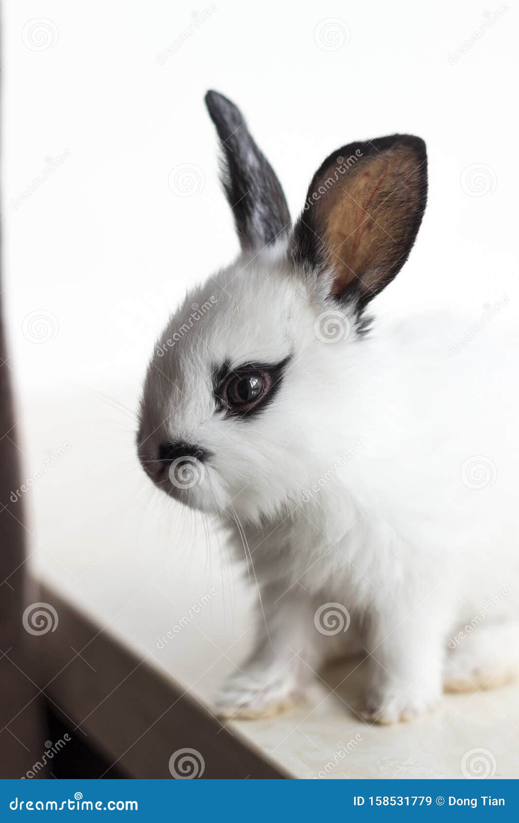 A cute panda rabbit stock image. Image of rodent, white - 158531779