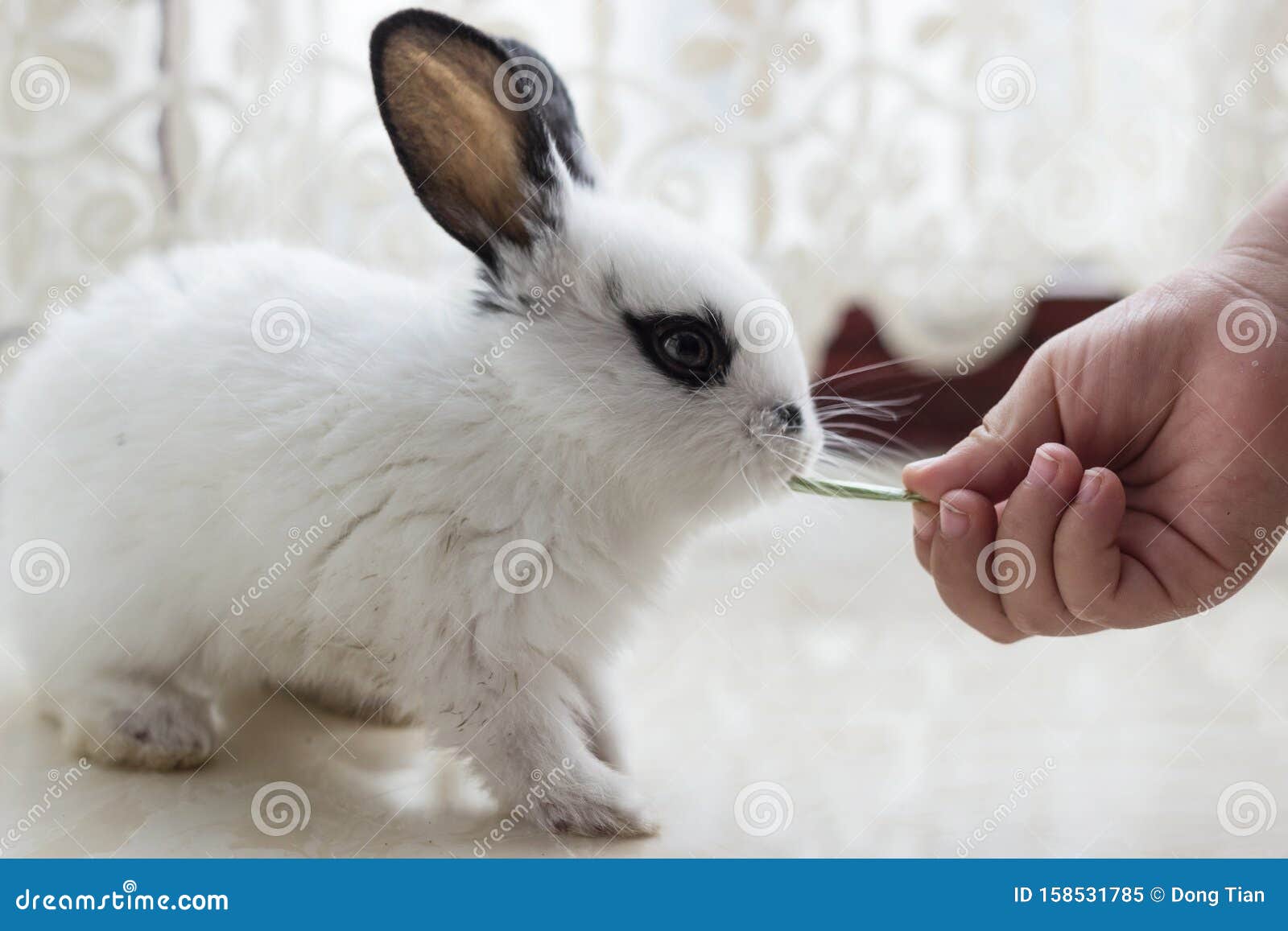A cute panda rabbit stock image. Image of unmanned, close - 158531785