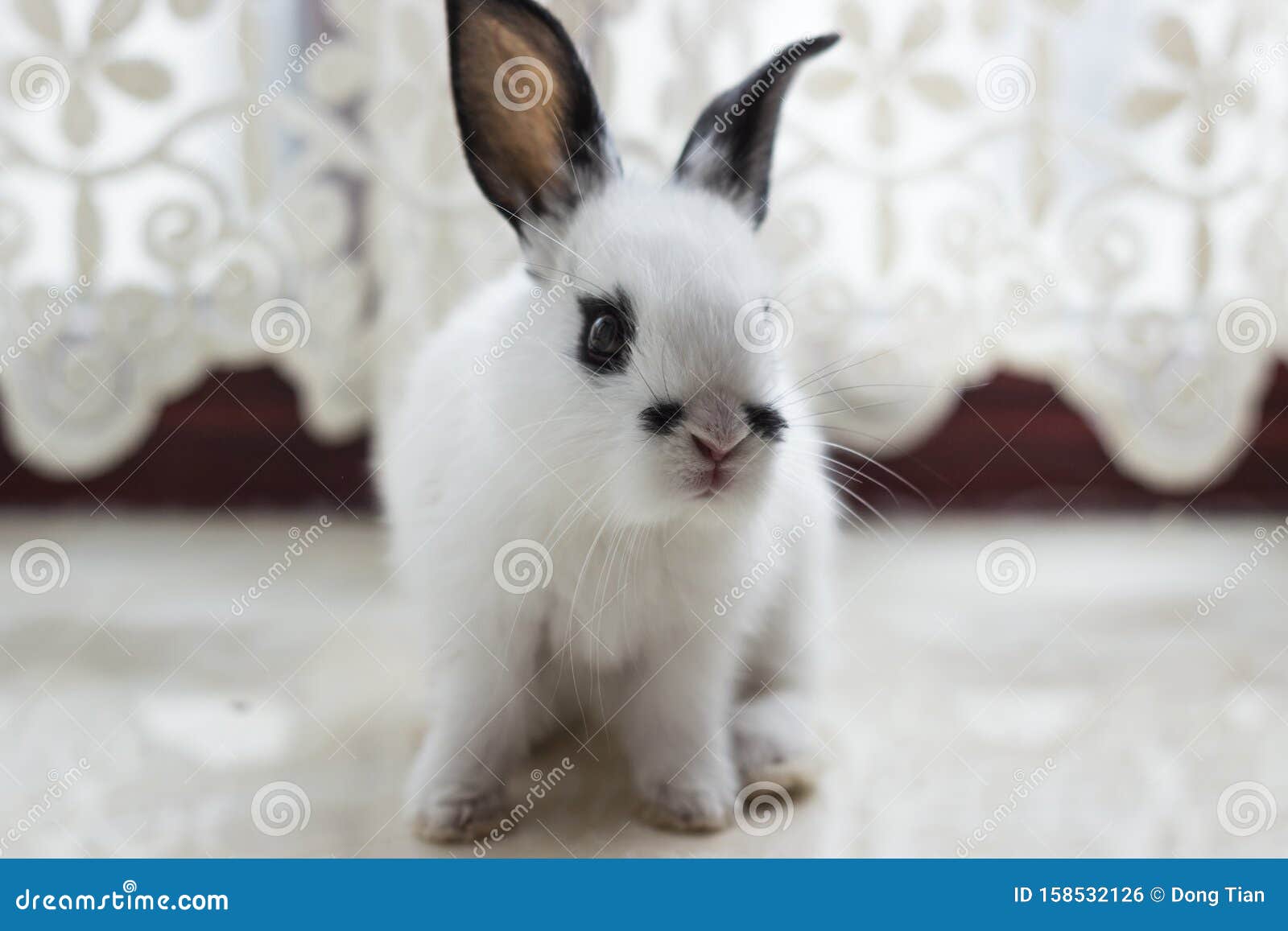 A cute panda rabbit stock photo. Image of fluffy, pretty - 158532126
