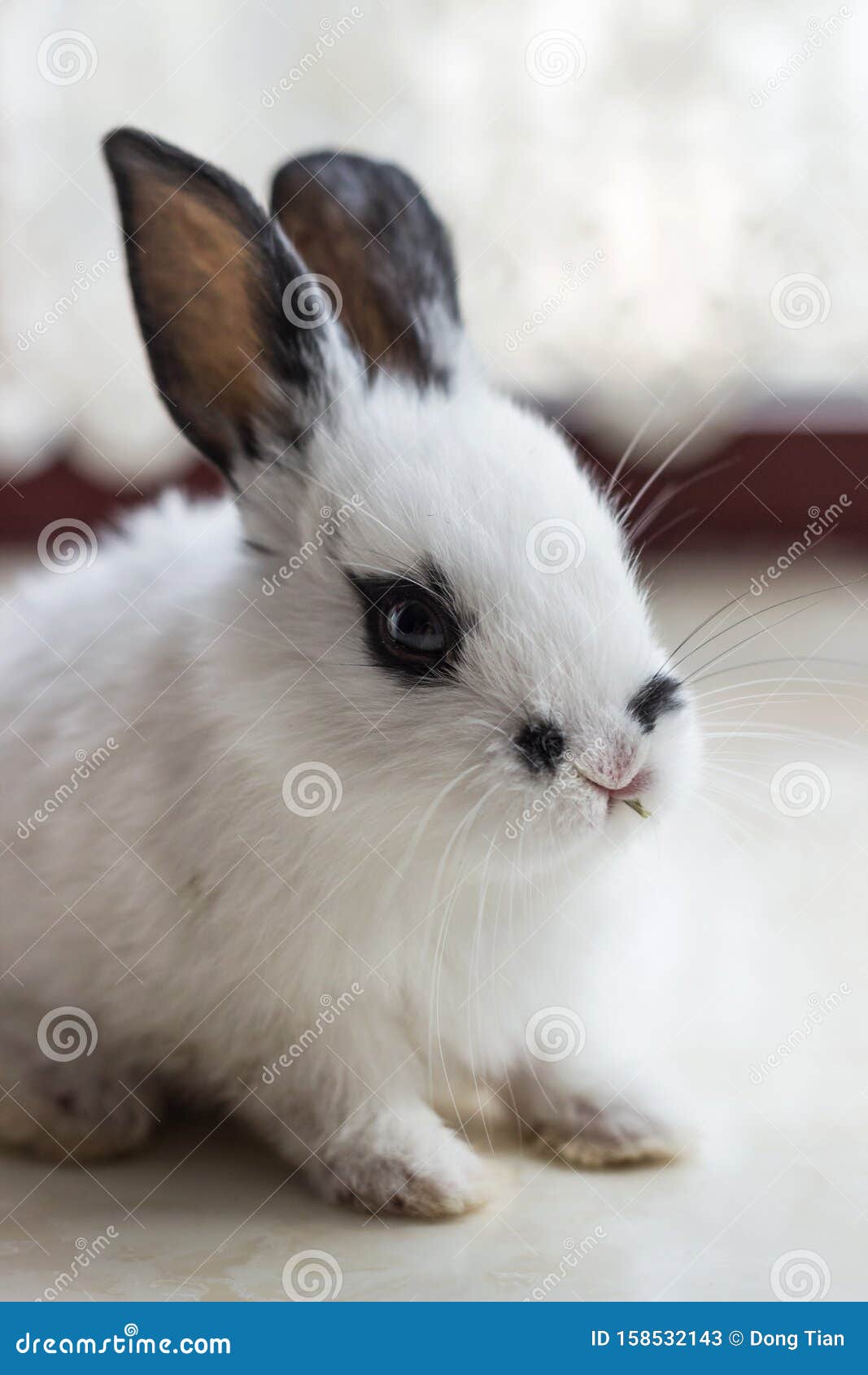 A cute panda rabbit stock image. Image of bunny, small - 158532143