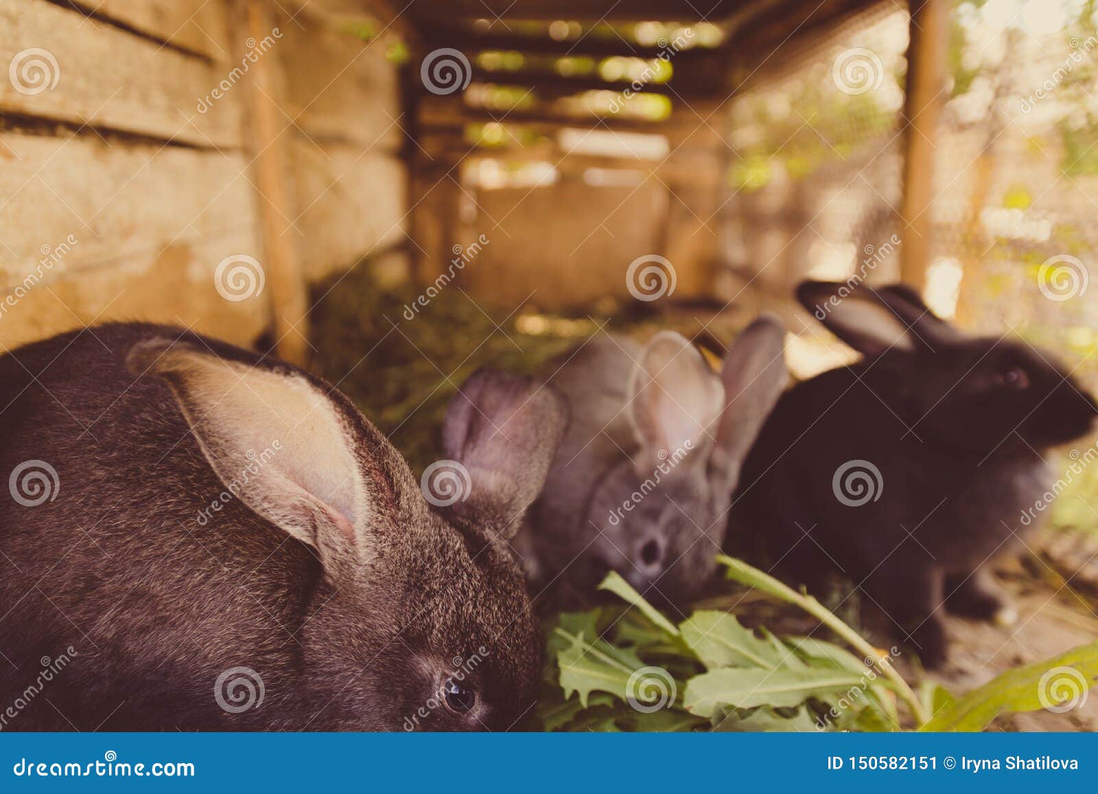 Cute Fluffy Rabbits in a Cage on the Farm Stock Image - Image of bunny ...