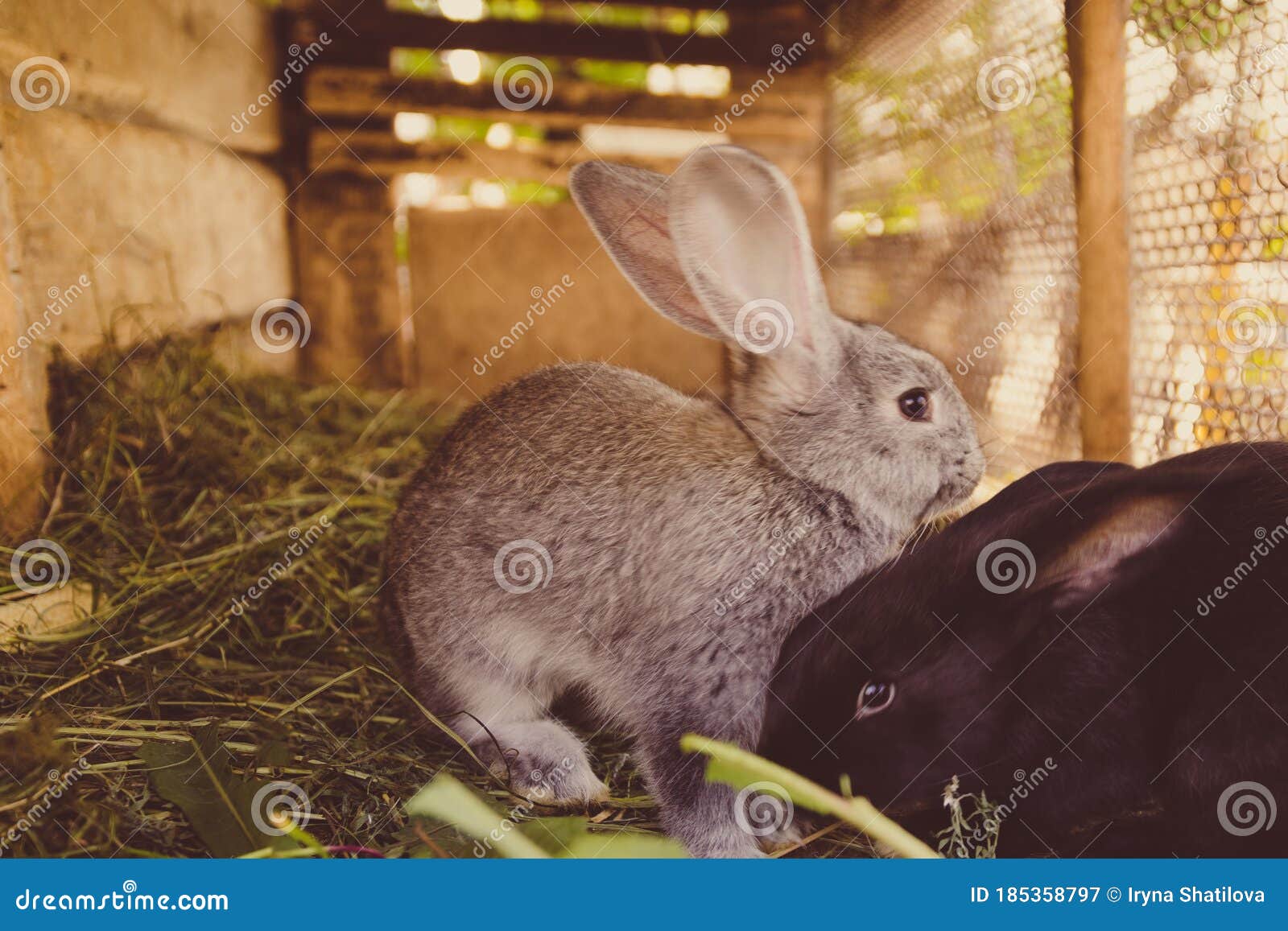 Cute Fluffy Rabbits in a Cage on the Farm Stock Image - Image of bunny ...
