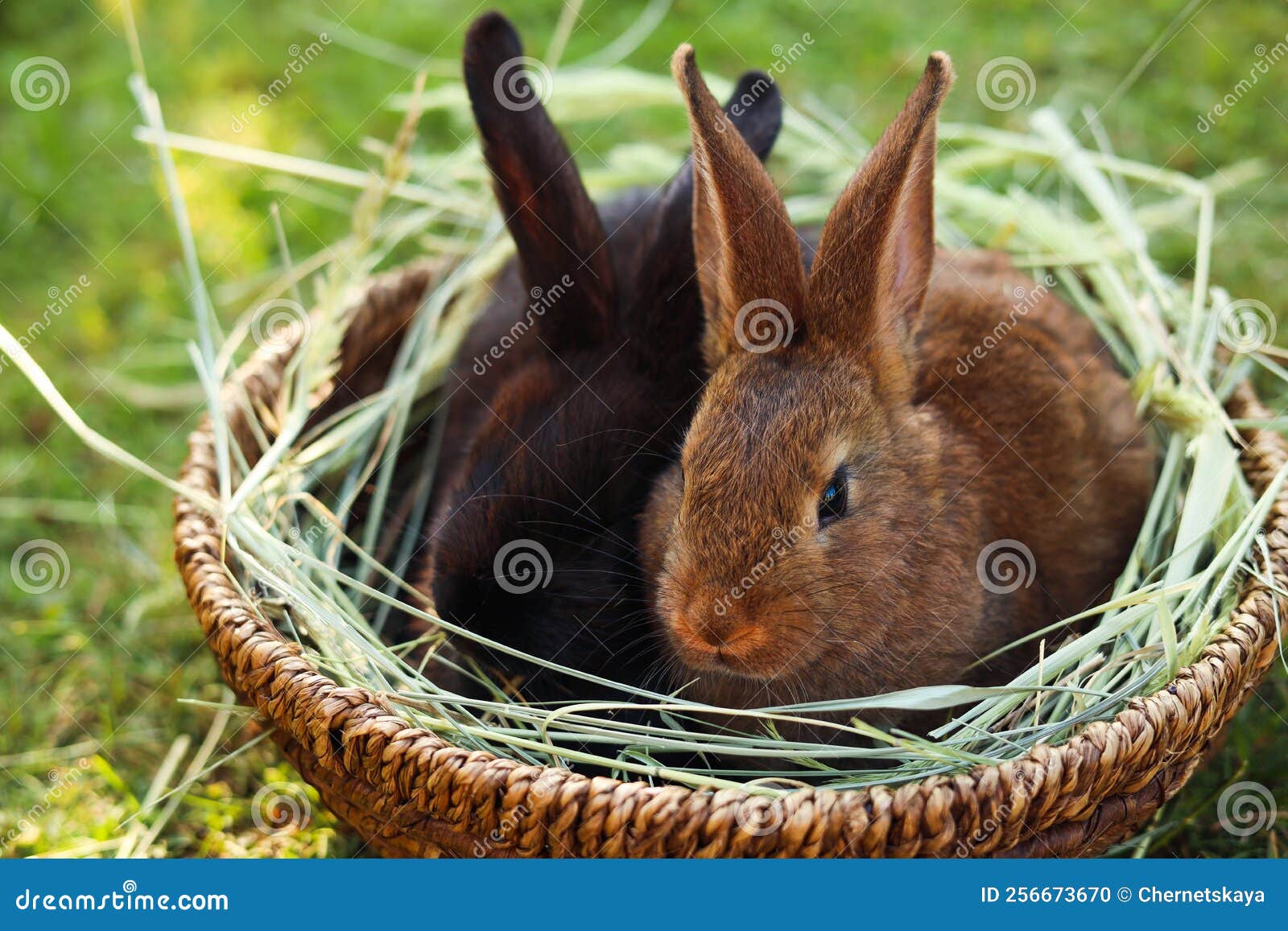 Cute Fluffy Rabbits in Wicker Bowl with Dry Grass Outdoors Stock Photo ...