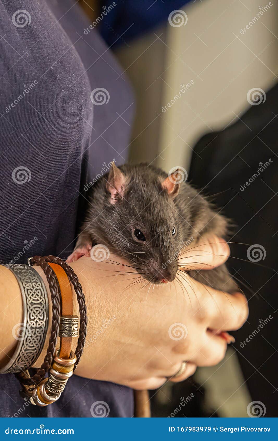 Cute and Fluffy Rat Portrait Sits in Hands on a Dark Background 库存图片 ...