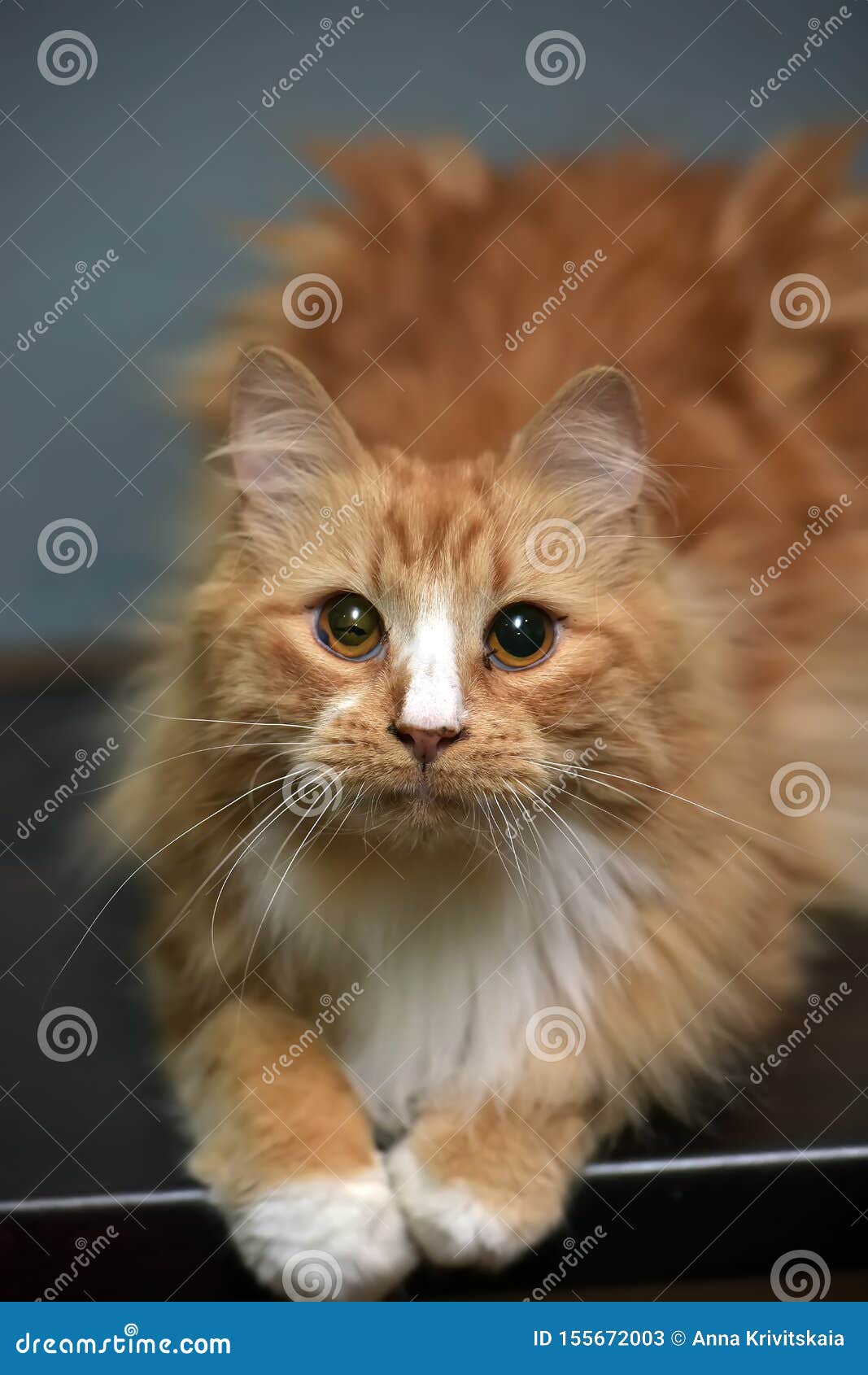 Fluffy Red-haired White-breasted Cat Stock Image - Image of beautiful ...