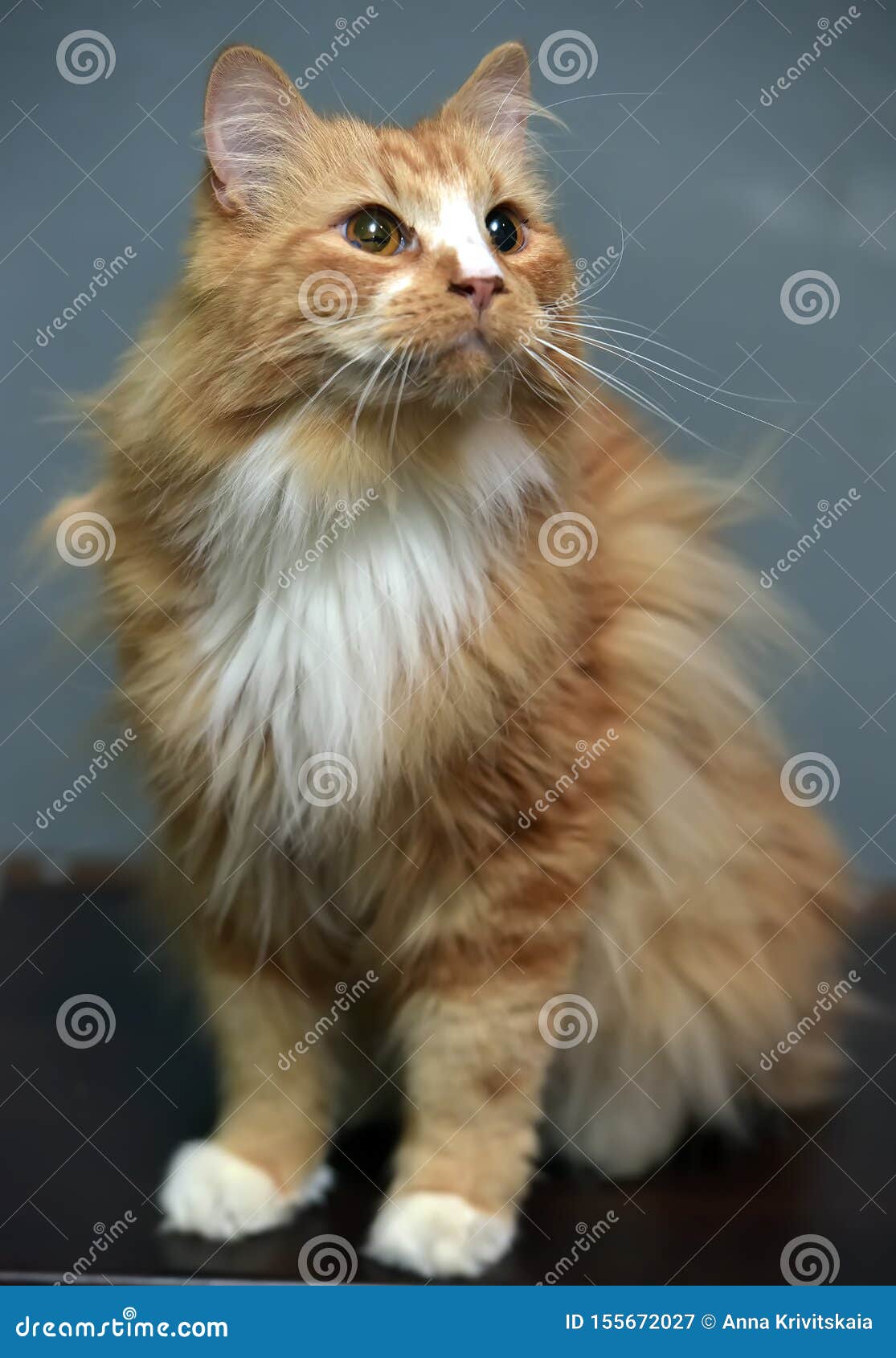 Fluffy Red-haired White-breasted Cat Stock Image - Image of purity ...