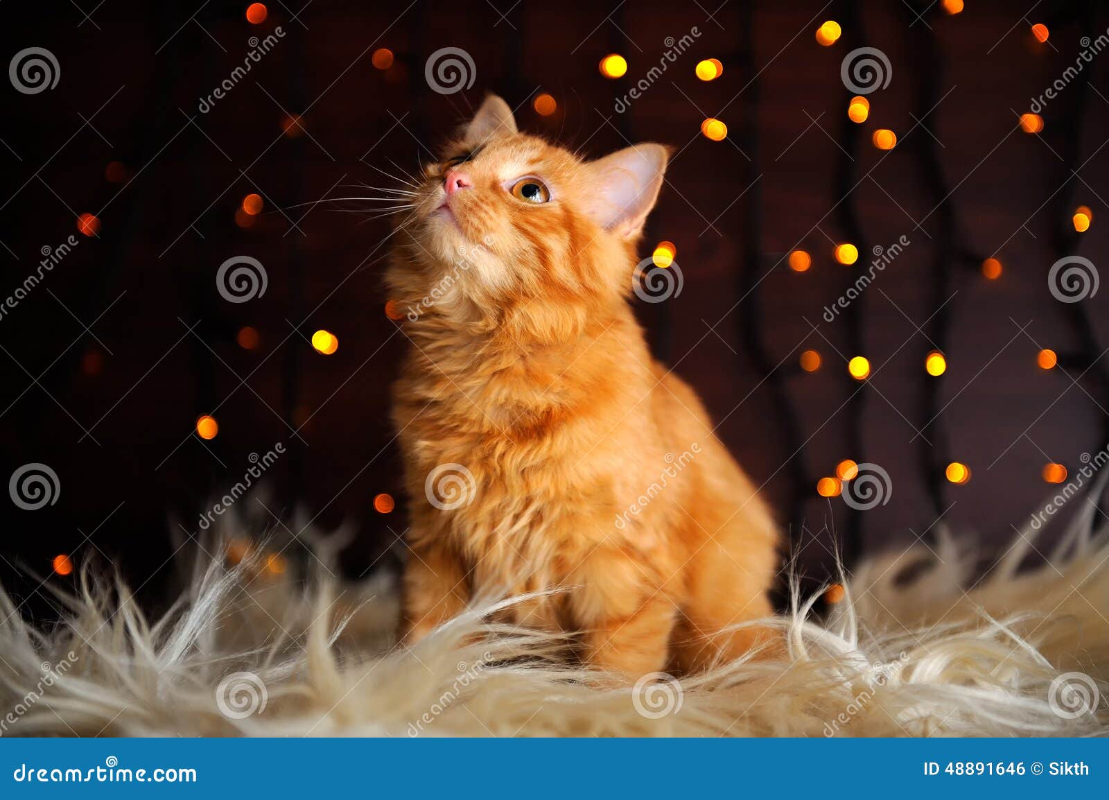 Cute Fluffy Cat On A Black Background With A Gold Chain On Her Neck ...