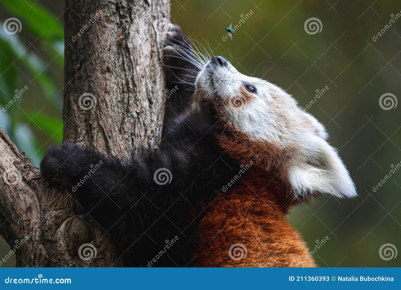 Cute Fluffy Red Panda Cub Looking at the Green Fly Stock Image - Image ...