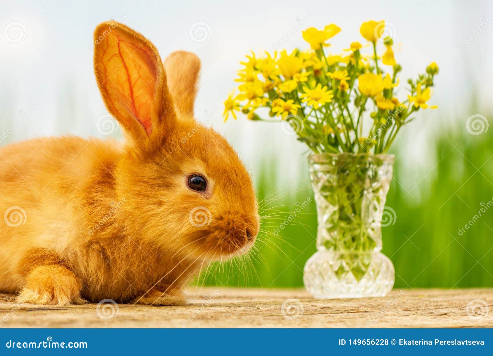 Cute Fluffy Red Rabbit with a Bouquet of Flowers Stock Photo - Image of ...