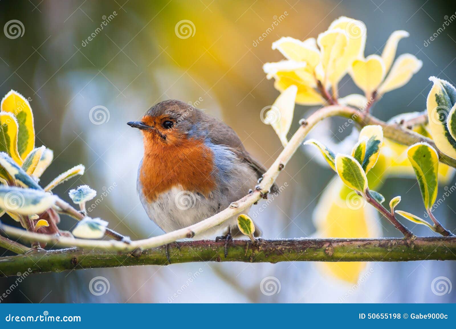 Cute Fluffy Red Robin Bird on a Tree Branch Stock Photo - Image of ...