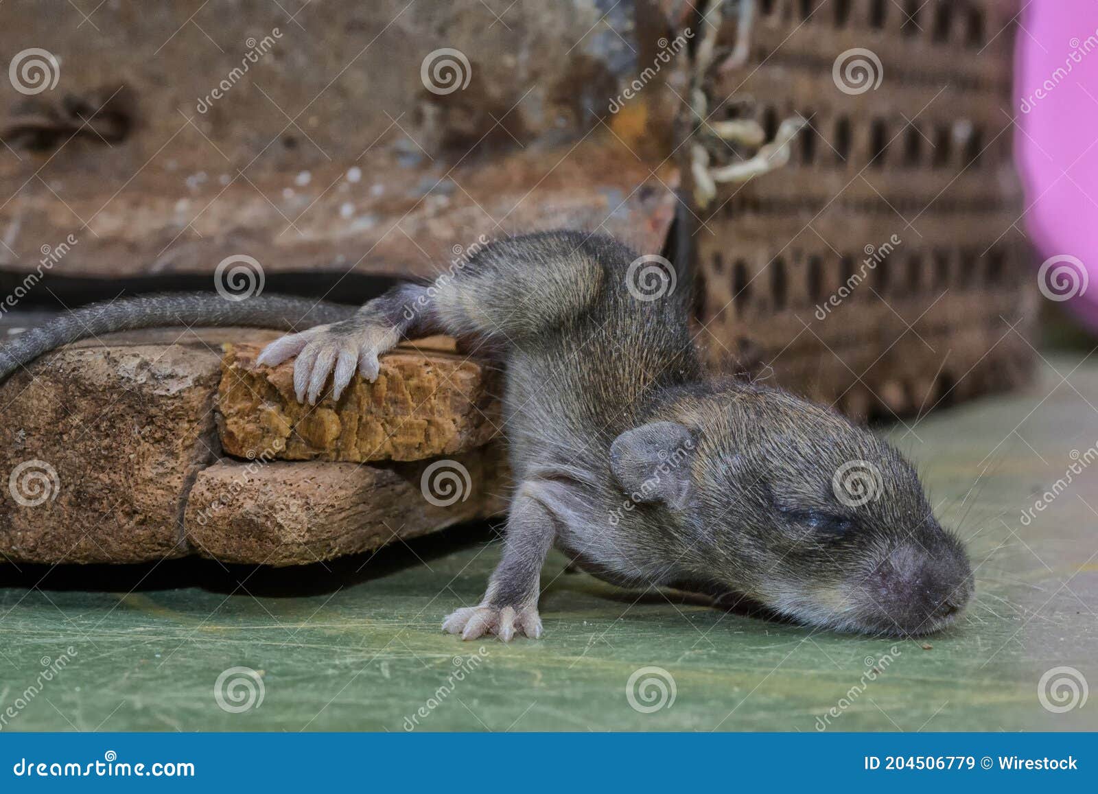 Cute Fluffy Rodent Sleeping on the Ground Stock Image - Image of fluffy ...