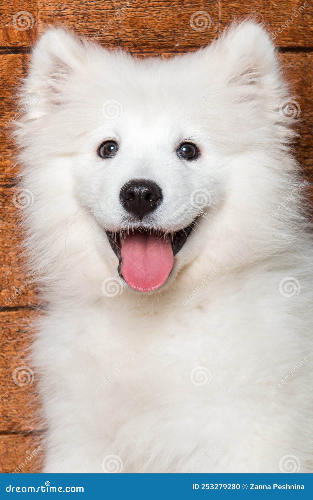 Cute Fluffy Samoyed Puppy, Close-up Portrait Stock Photo - Image of ...