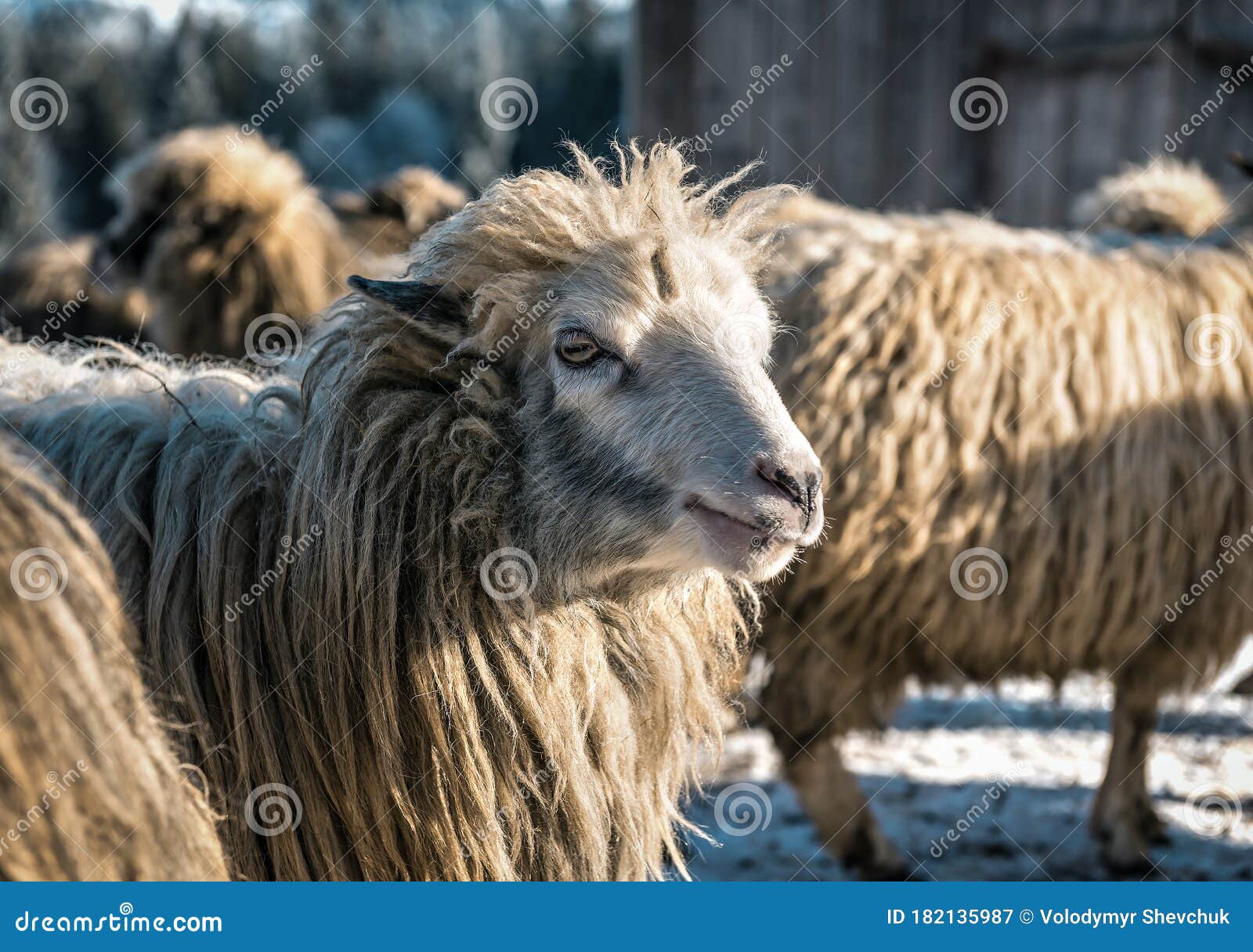 Cute fluffy sheep stock image. Image of herding, portrait - 182135987