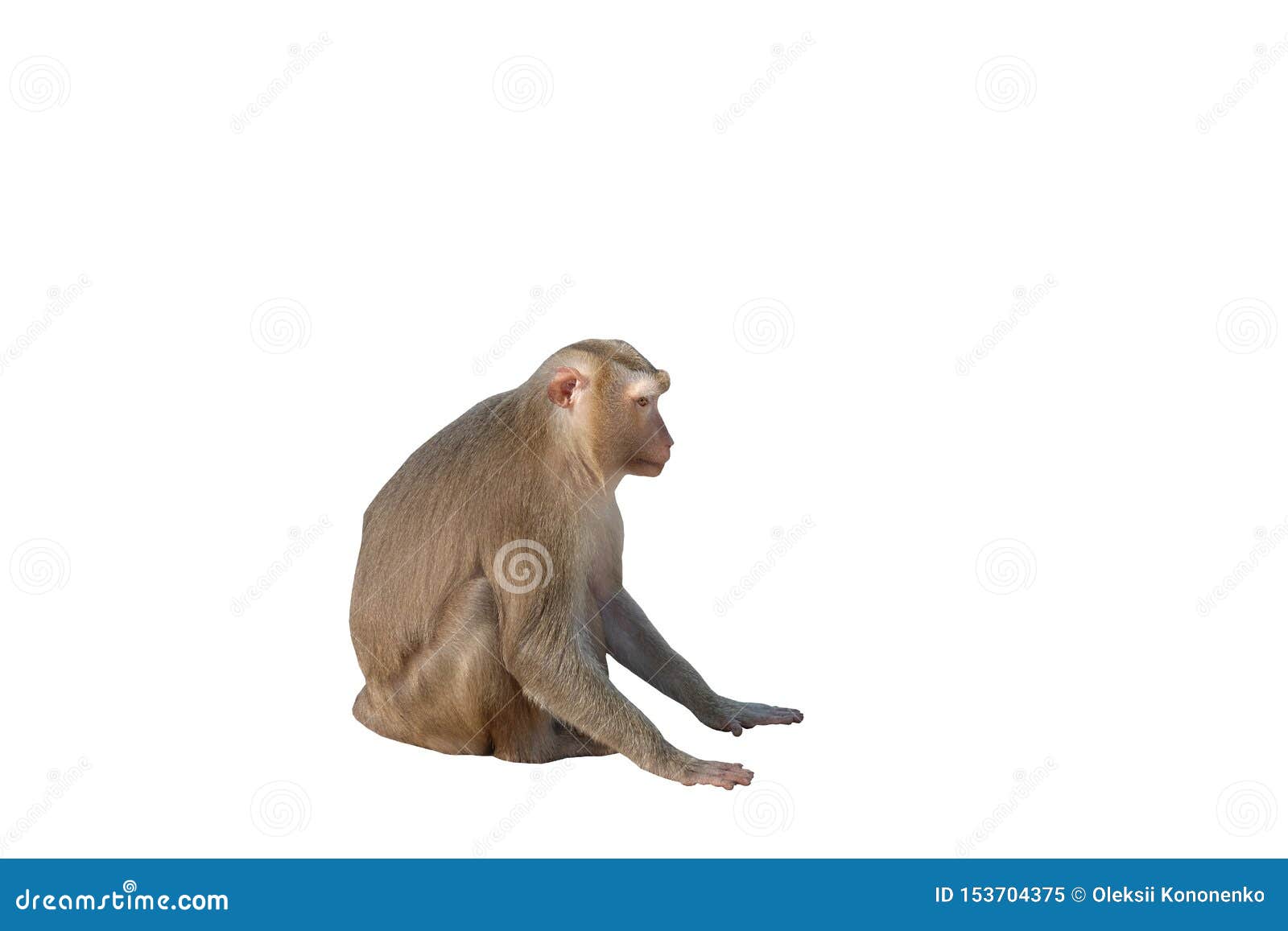 Sitting Monkey At Affenberg (Monkey Hill) In Salem, Germany Stock Photo ...