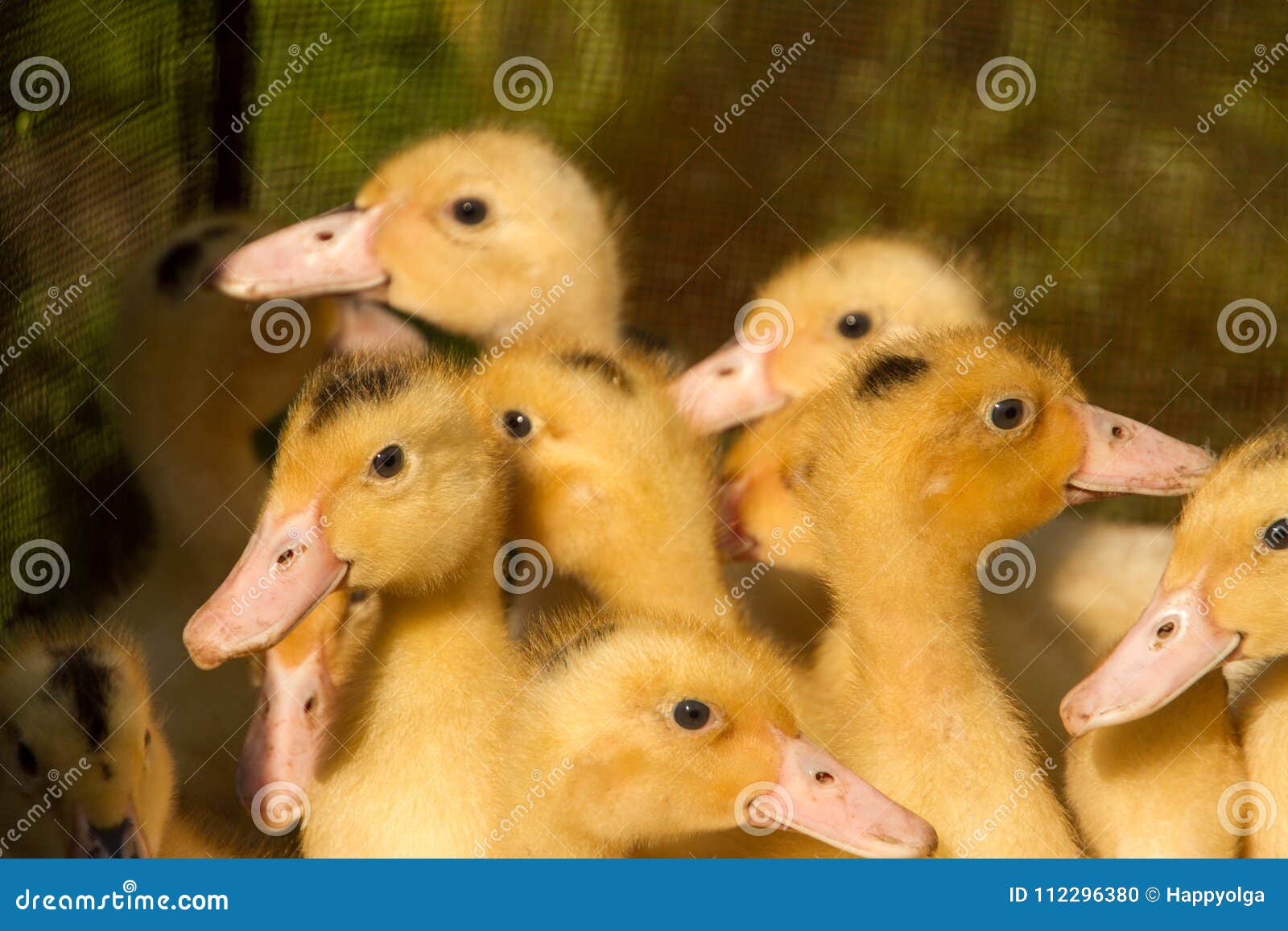 Ducks Babies Lake Funny Together Family Royalty-Free Stock Photography ...