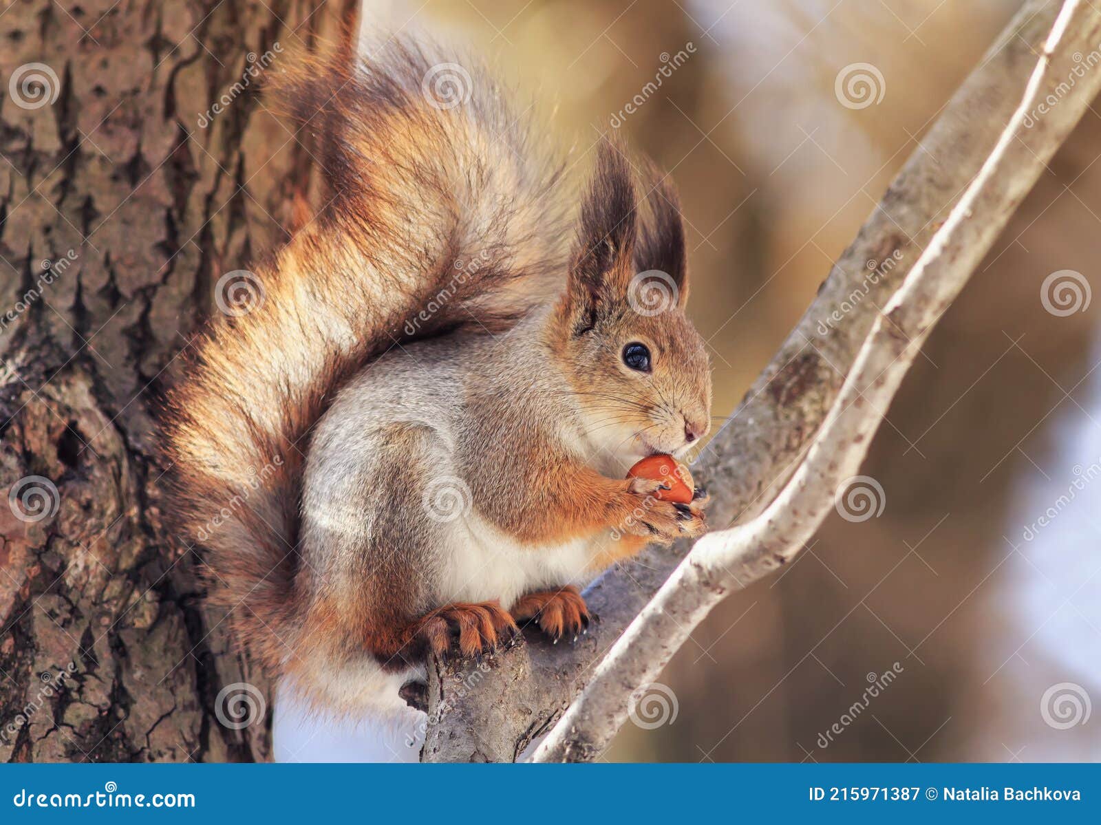 Cute Fluffy Squirrel Sitting in the Park on a Tree Branch and ...