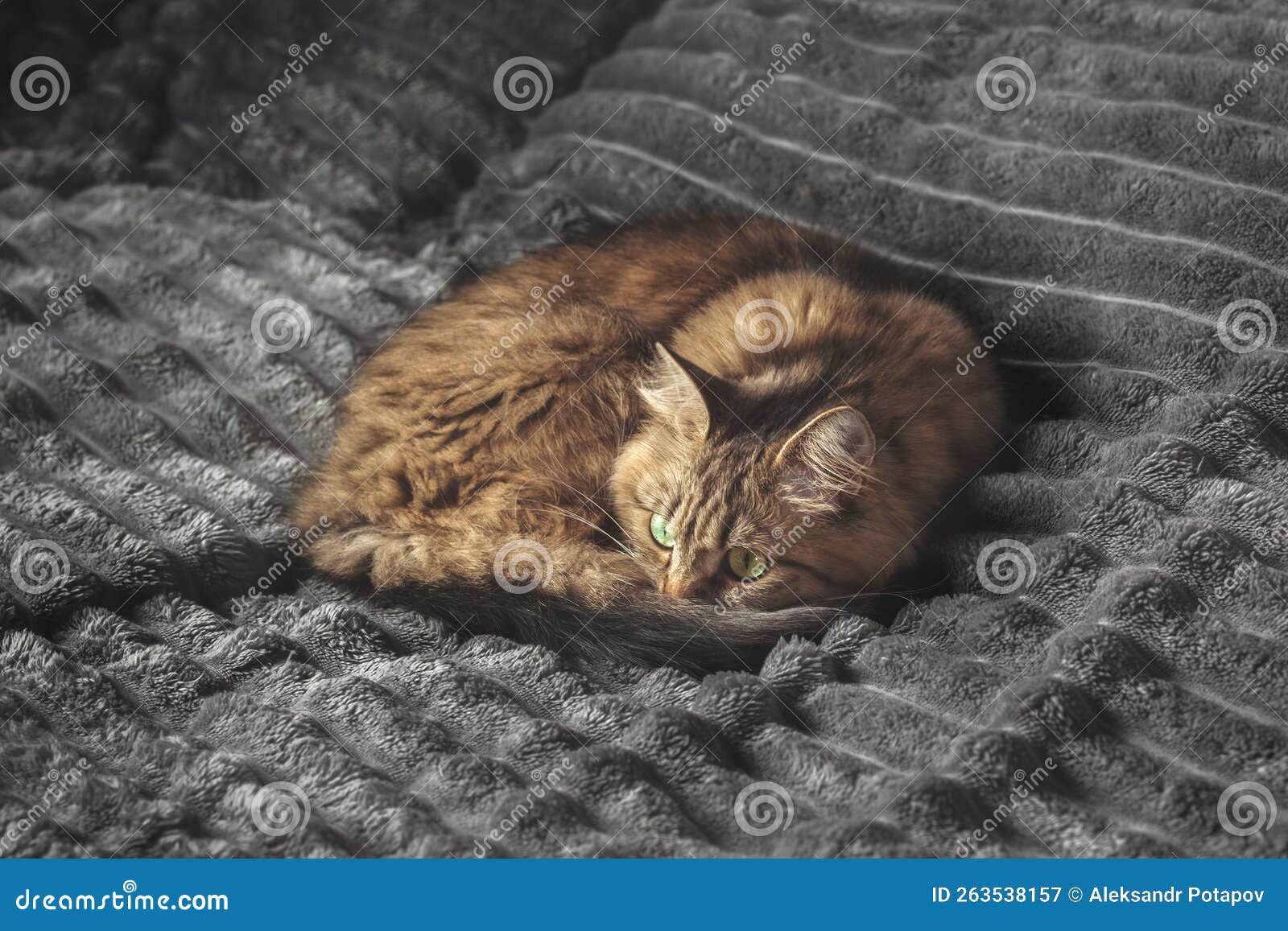 A Cute Fluffy Cat is Sleeping on a Gray Blanket Stock Image - Image of ...