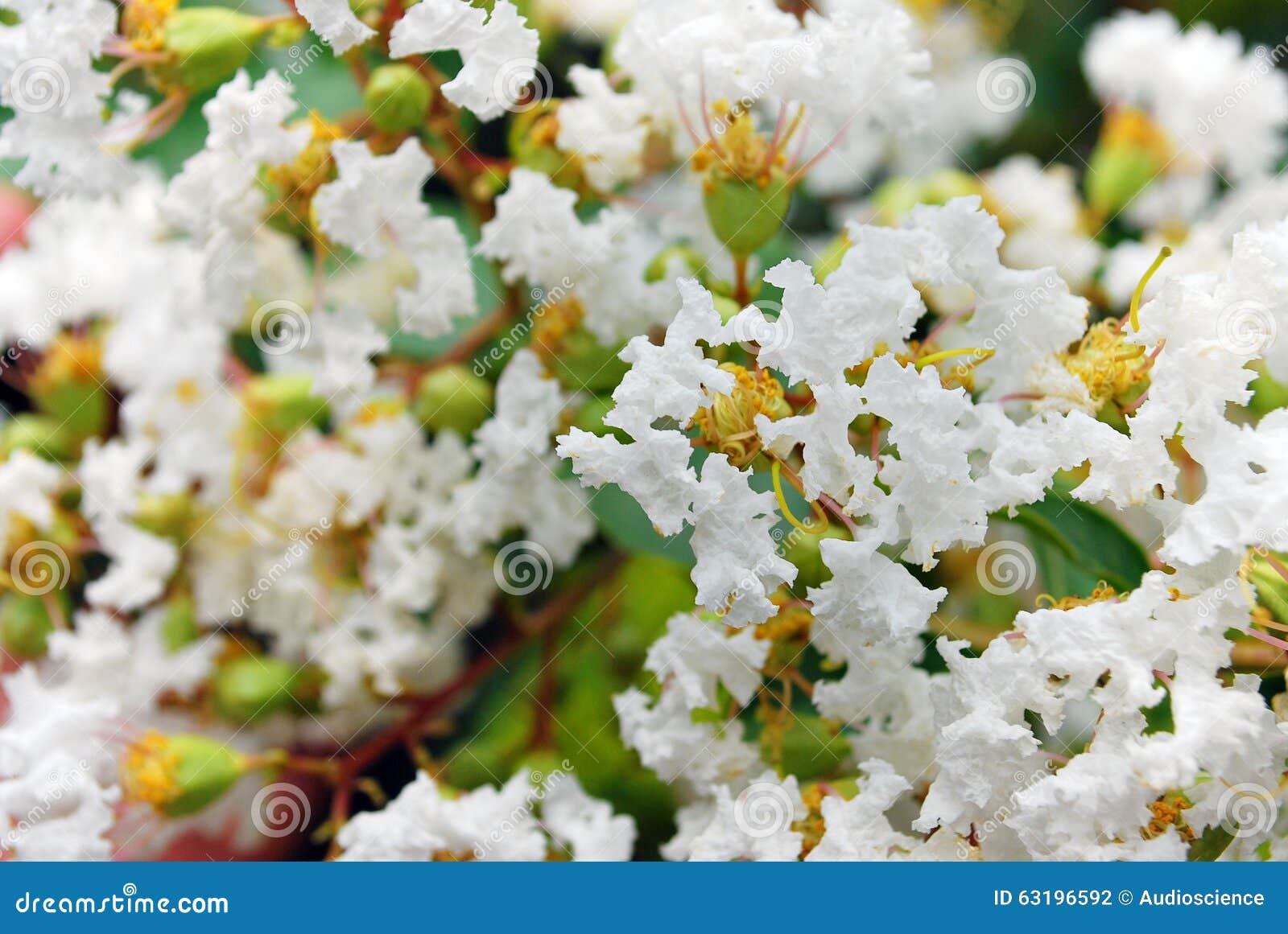 Cute Fluffy Tiny White Flowers Stock Photo - Image of natural, asian ...