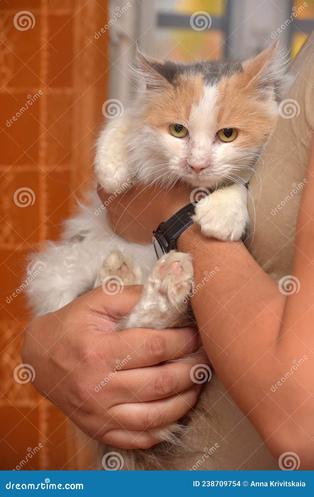 Cute Fluffy Tricolor Cat in Hands Stock Photo - Image of feline ...