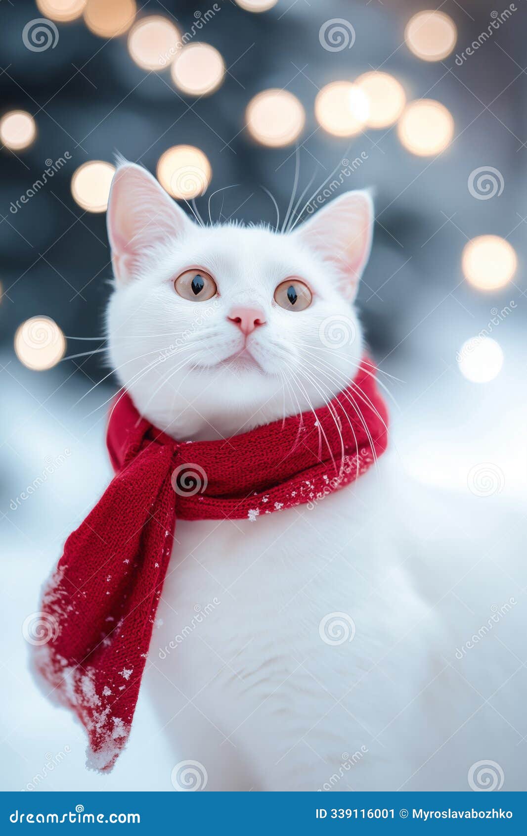 Cute Fluffy White Cat with Red Scarf. Stock Illustration - Illustration ...