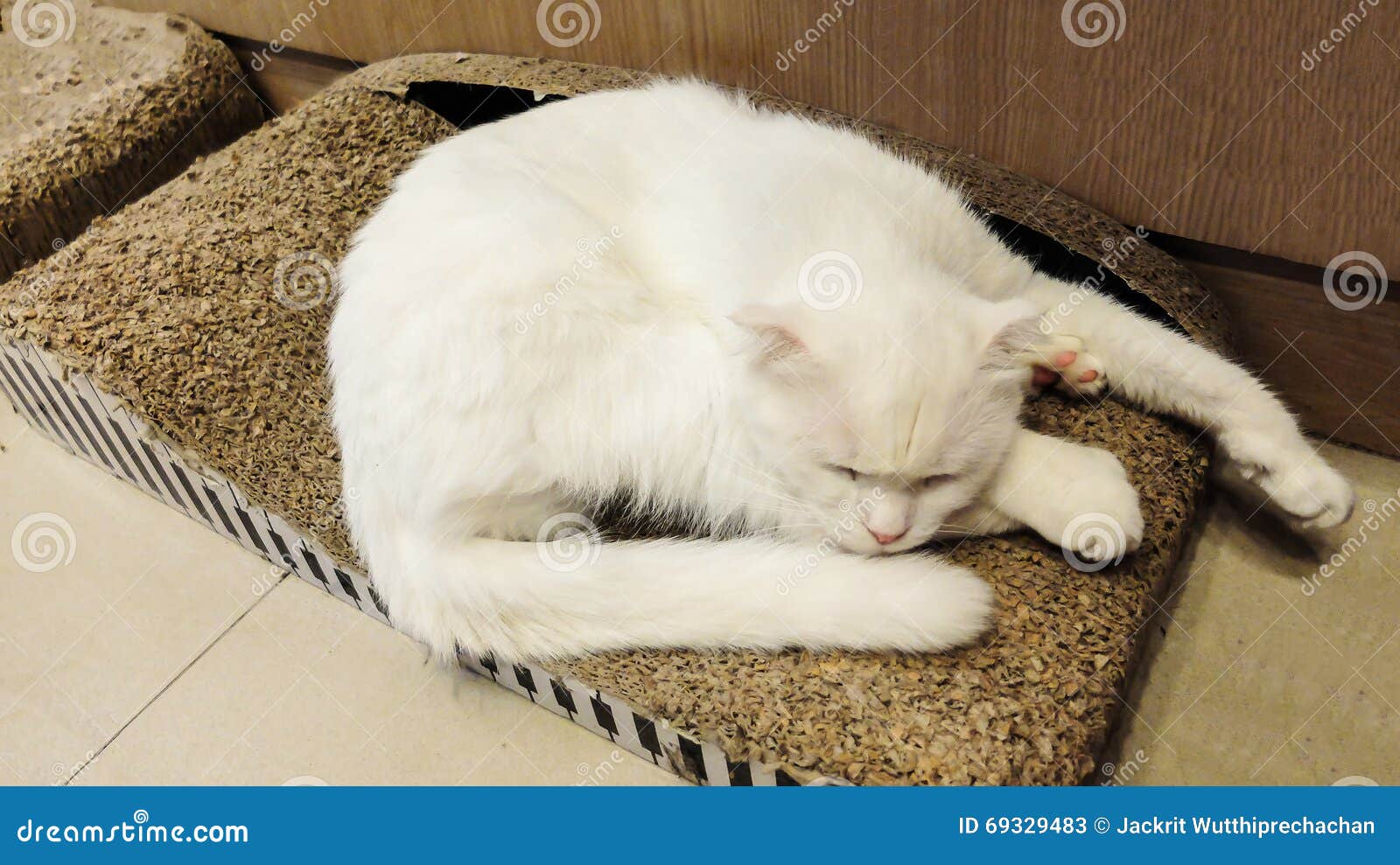 Cute Fluffy Cat On A Black Background With A Gold Chain On Her Neck ...