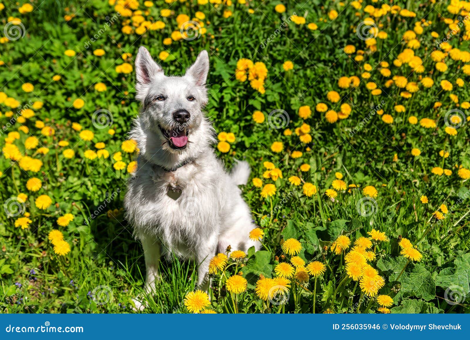 Cute Fluffy White Dog in Dandelion Field Stock Photo - Image of ...