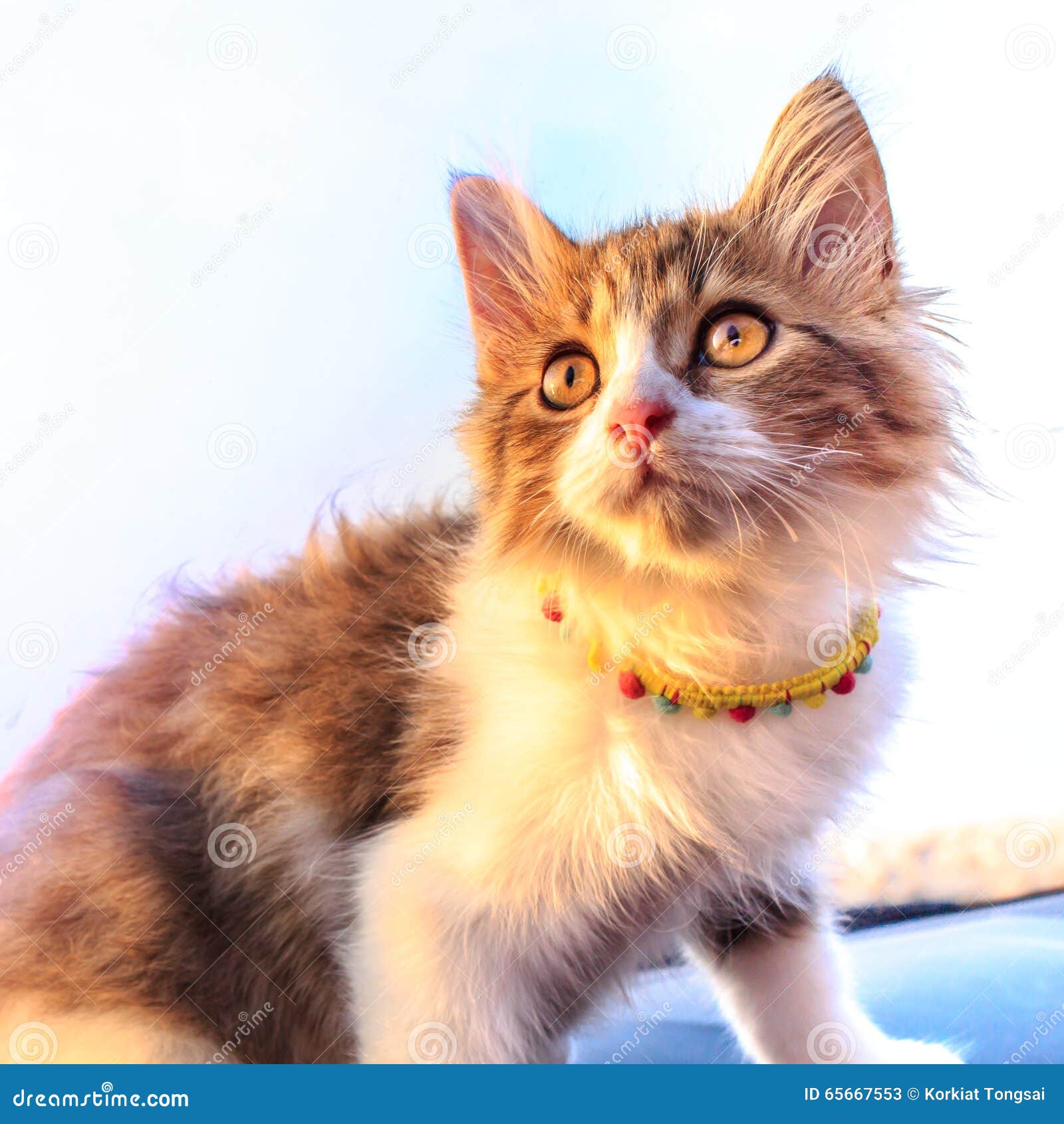 Cute Fluffy White Tabby Kitten Stock Image - Image of background, look ...