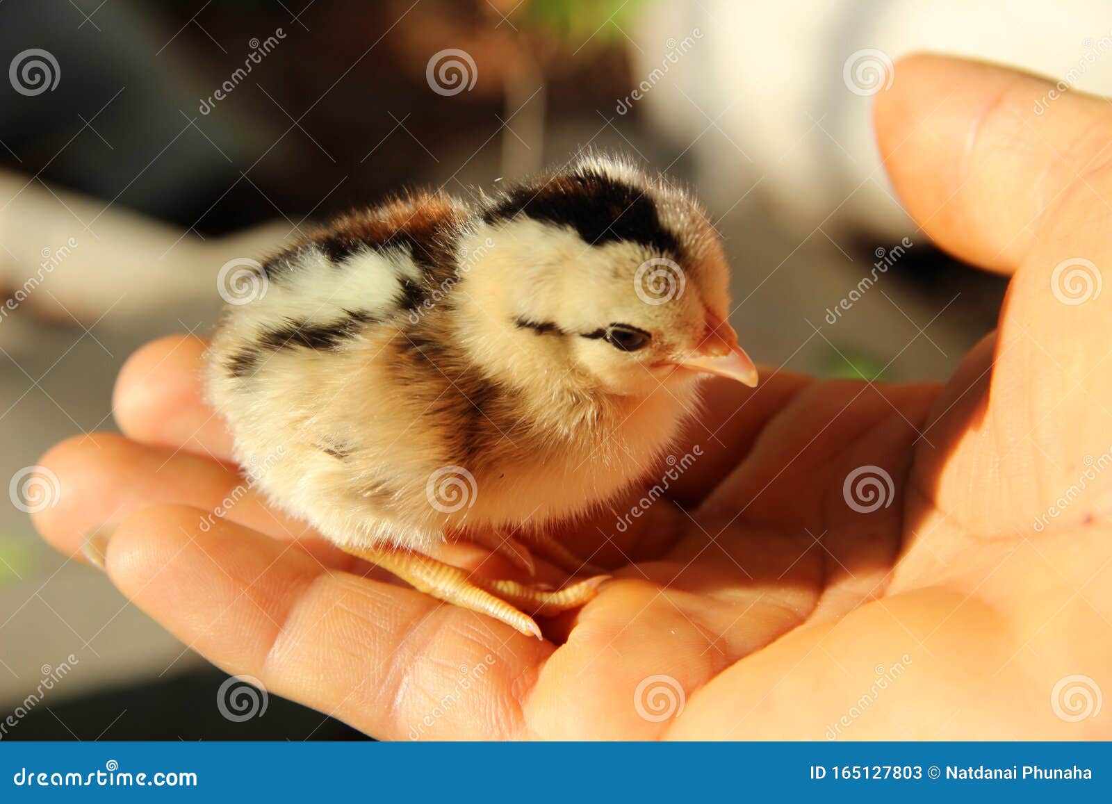 Cute Fluffy Wild Chicks on Human Palms with Natural Light Stock Image ...