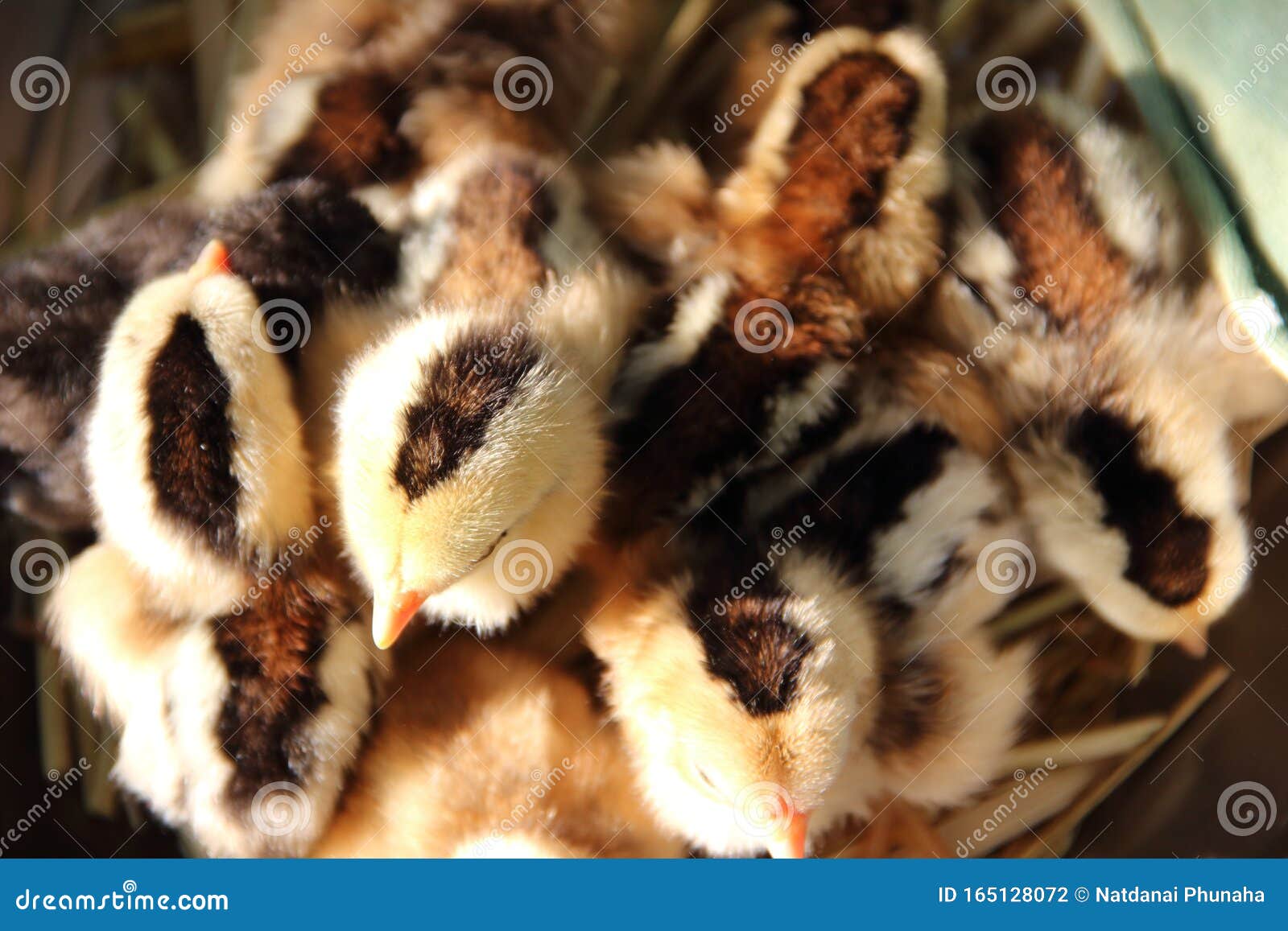 Cute Fluffy Wild Chicks on Human Palms with Natural Light Stock Photo ...