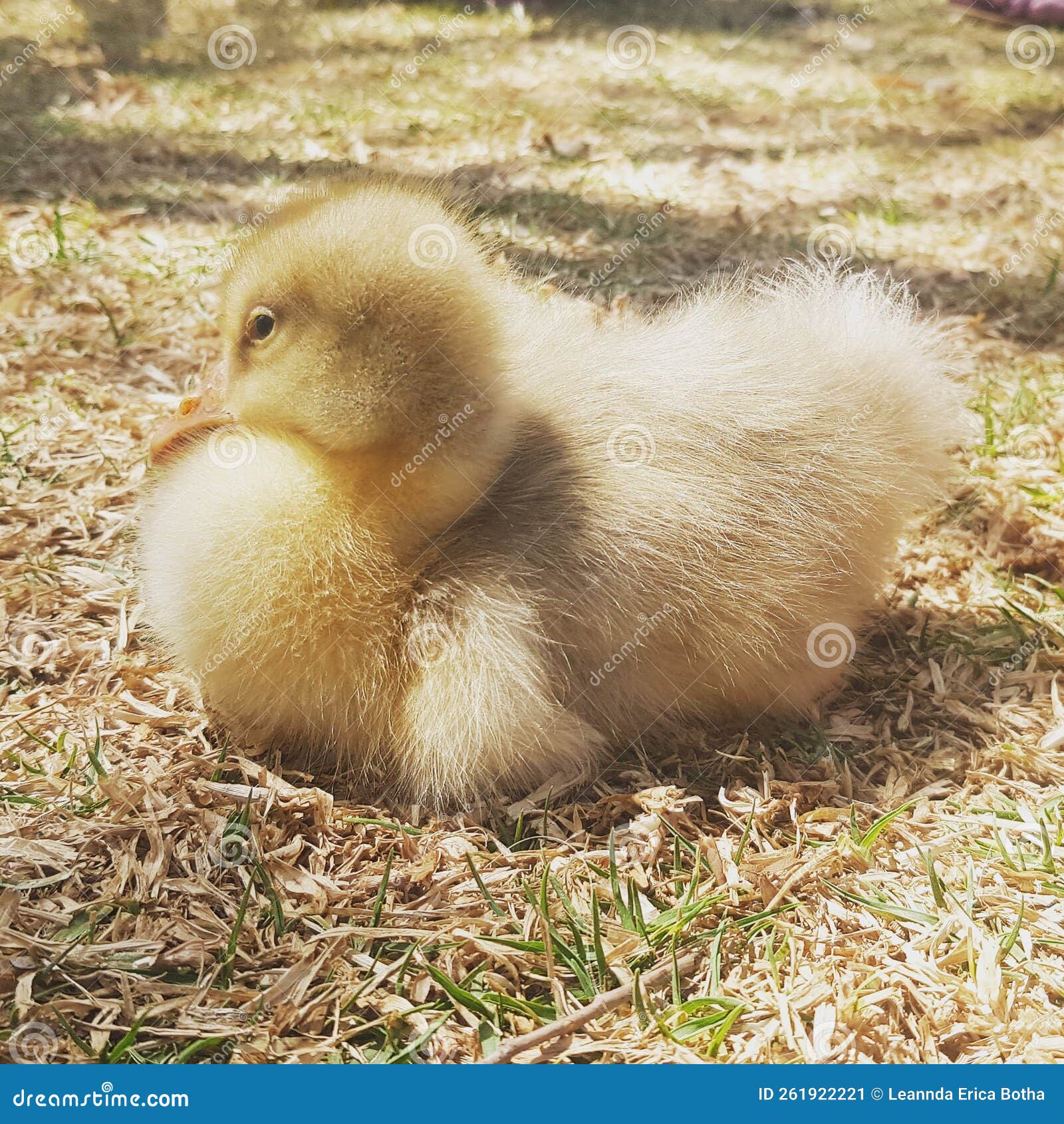 Cute and Fluffy Yellow Baby Duckling Stock Image - Image of mallard ...