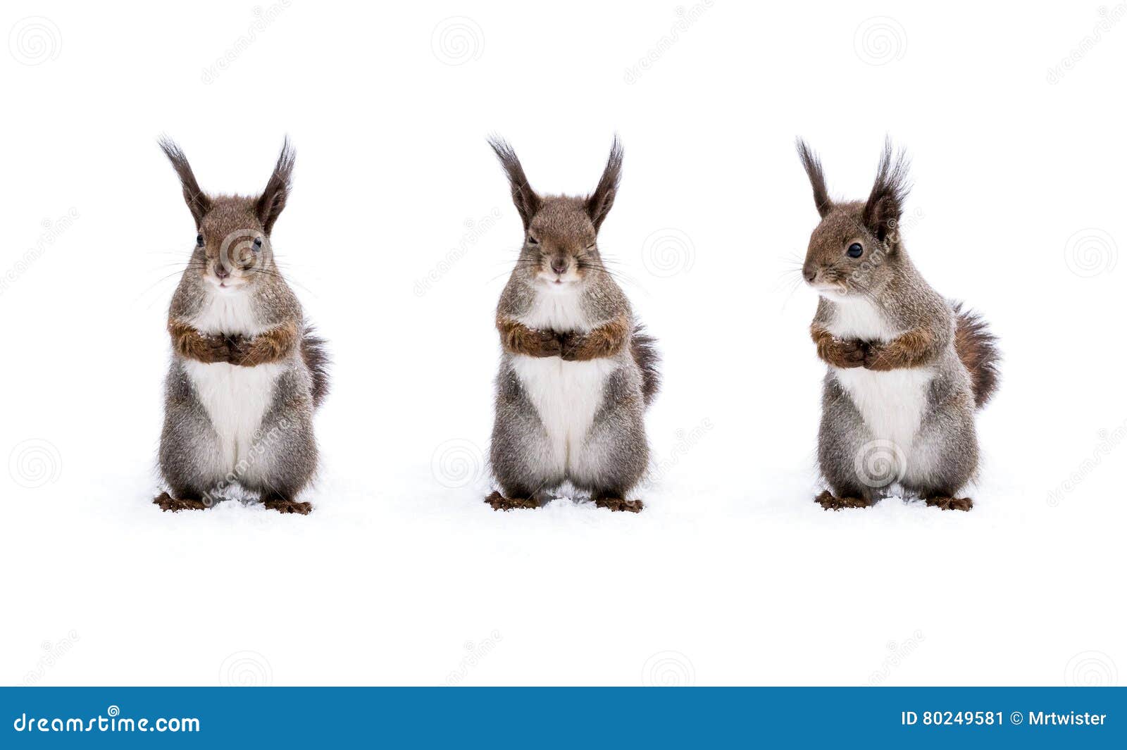 Cute Fluffy Young Squirrel Standing on Snow in Winter Forest Stock ...