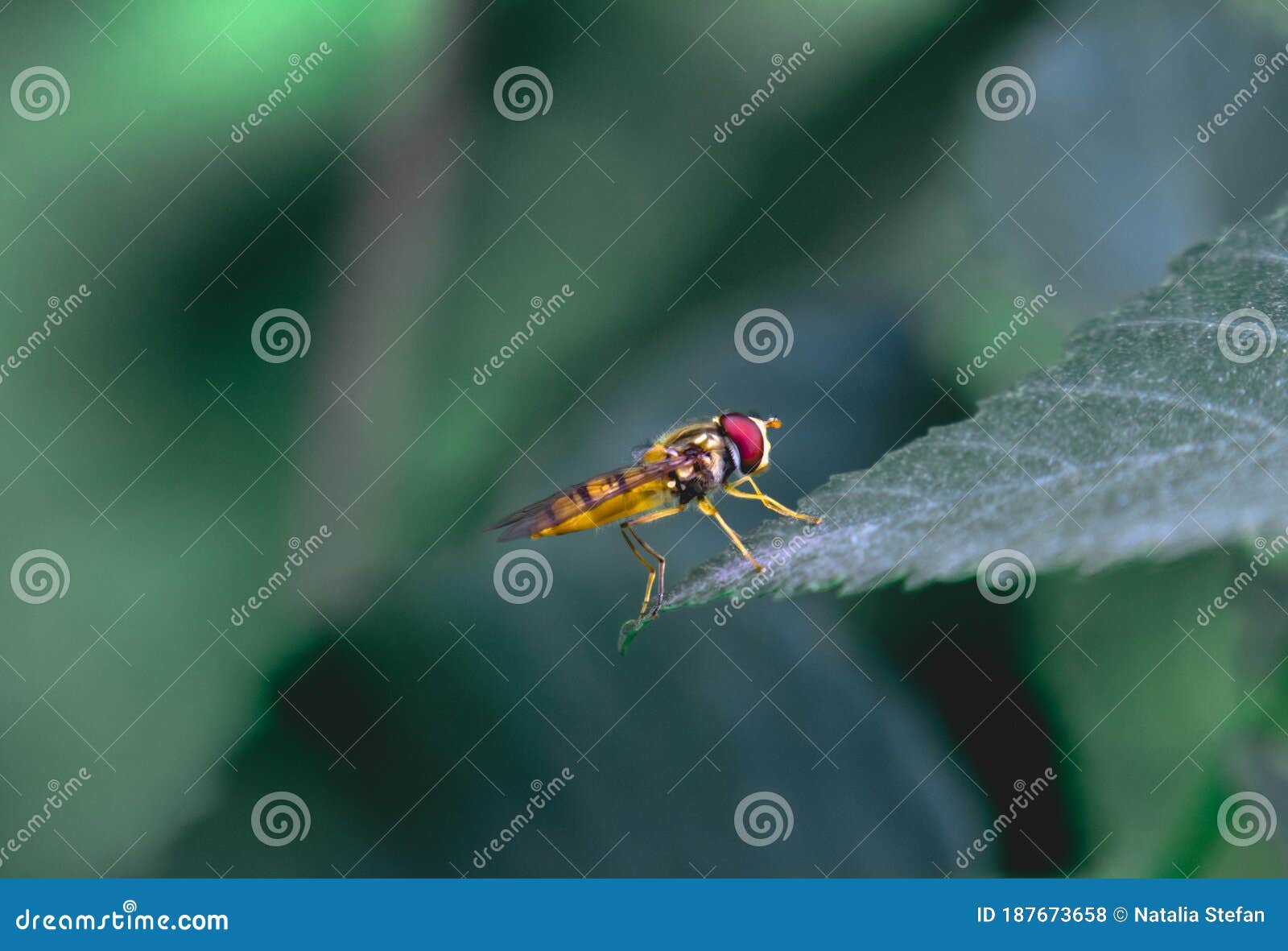 A Cute Fly is Sitting on a Green Leaf Stock Photo - Image of flower ...
