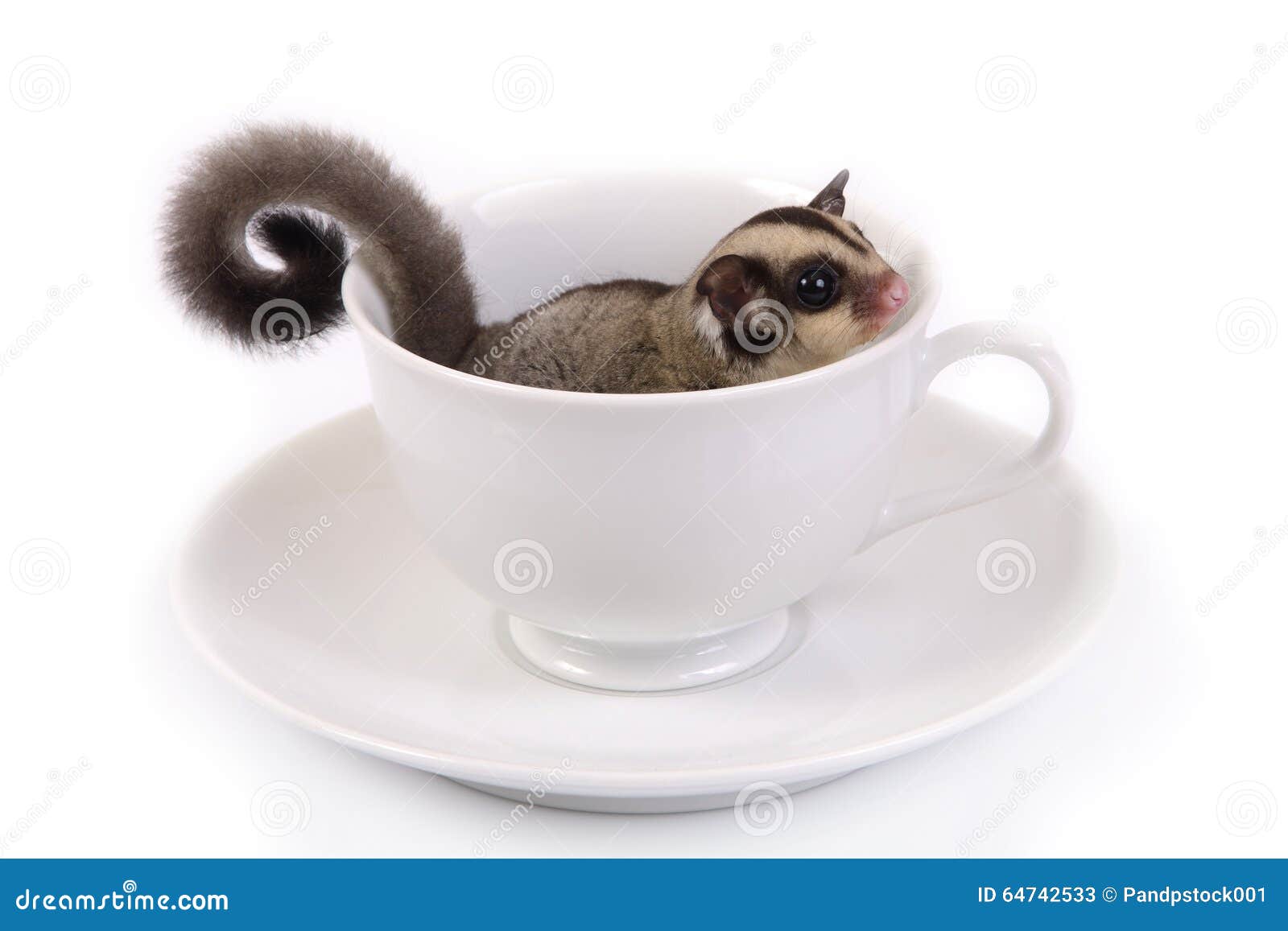 327 Squirrel Starbucks Cup Stock Photos - Free & Royalty-Free Stock ...