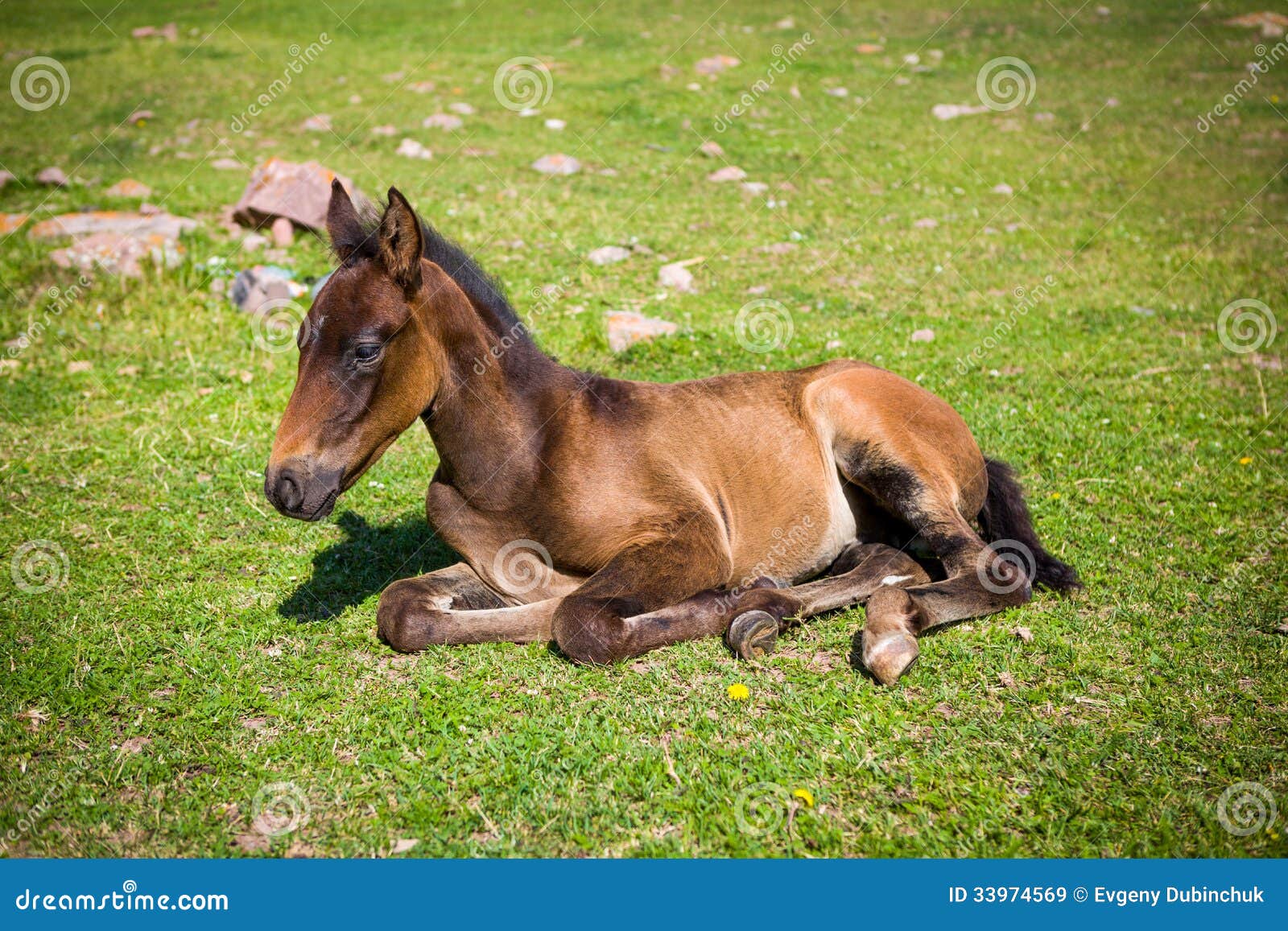 Cute foal on the grass stock image. Image of blue, park - 33974569