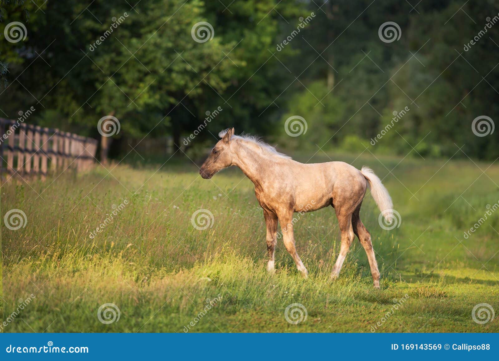 Cute foal walk stock image. Image of mane, horses, foal - 169143569