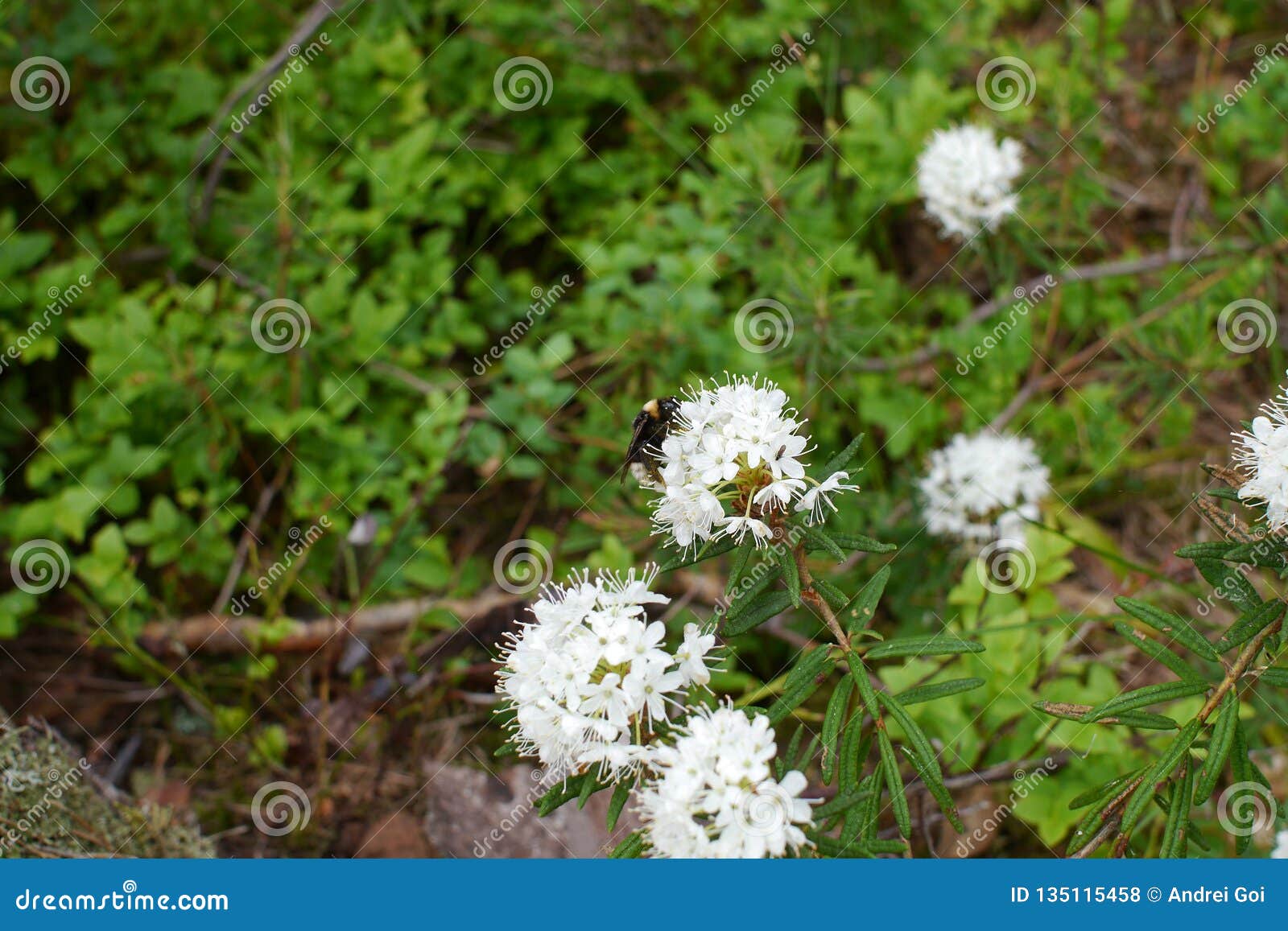 A Cute Forest Bee on White Flower Stock Photo - Image of field, nectar ...
