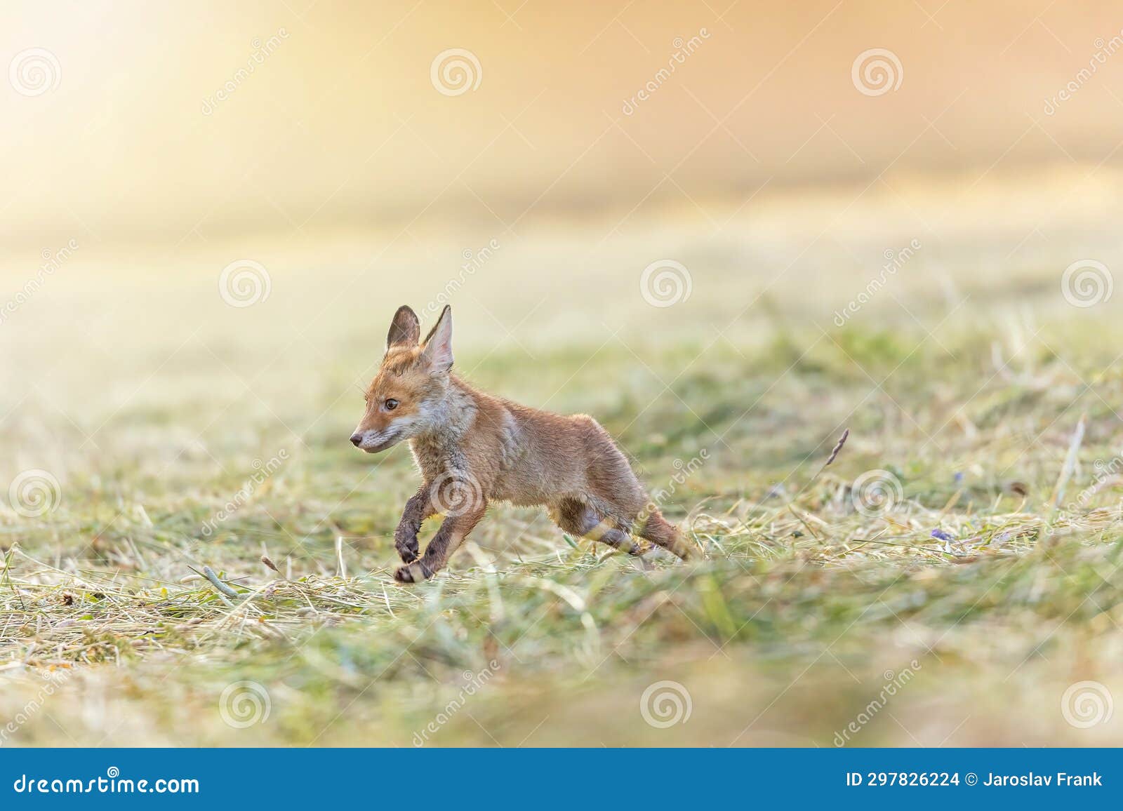 Cute Fox Cub is Running in the Field Stock Photo - Image of wildlife ...