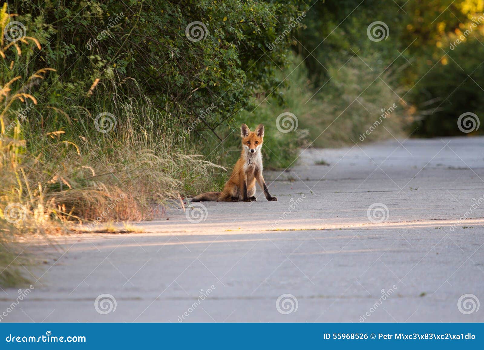 Cute fox cub stock photo. Image of baby, outdoor, nature - 55968526